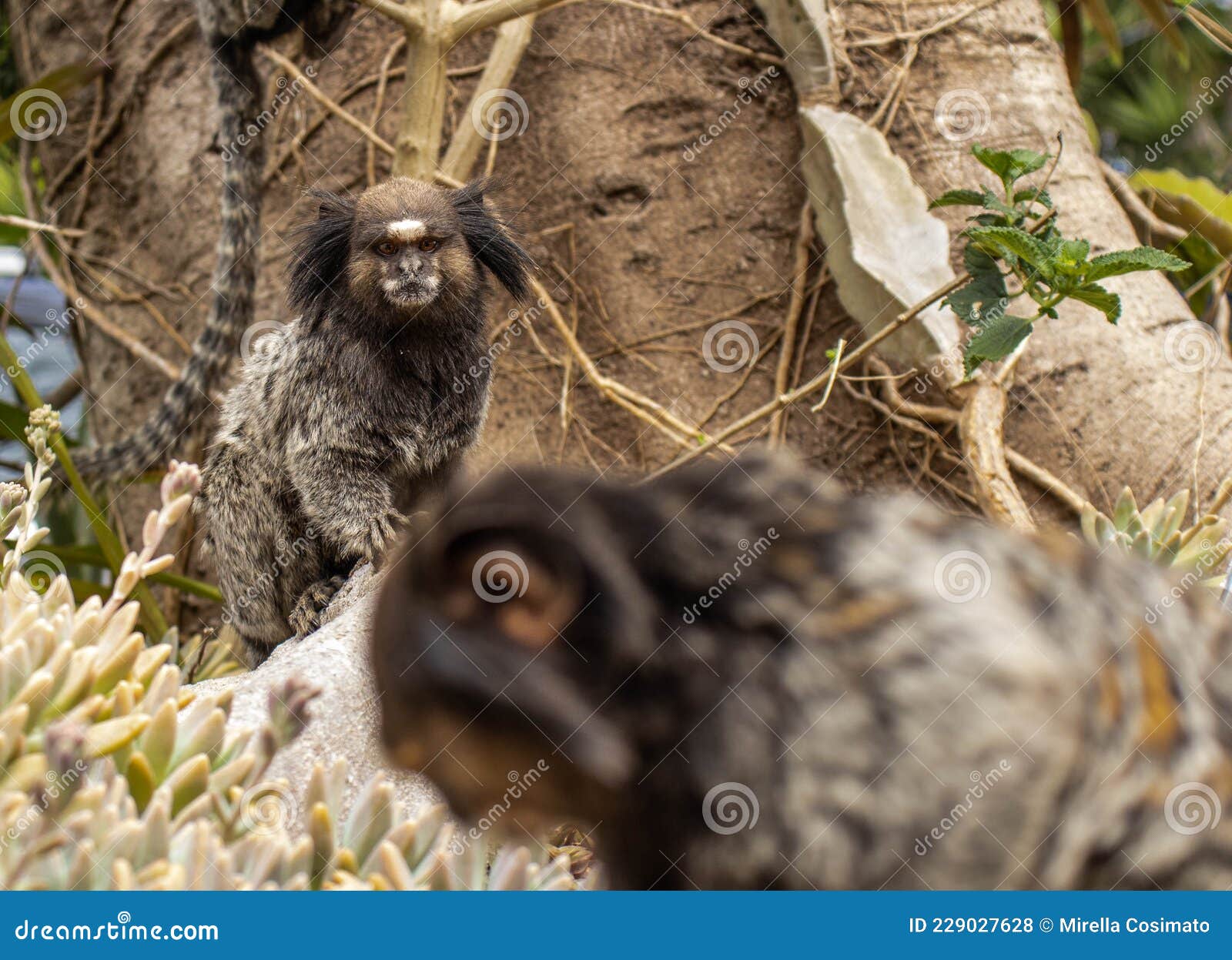 White Tufted Marmoset Monkey Looking Very Angry Stock Photo - Image of ...