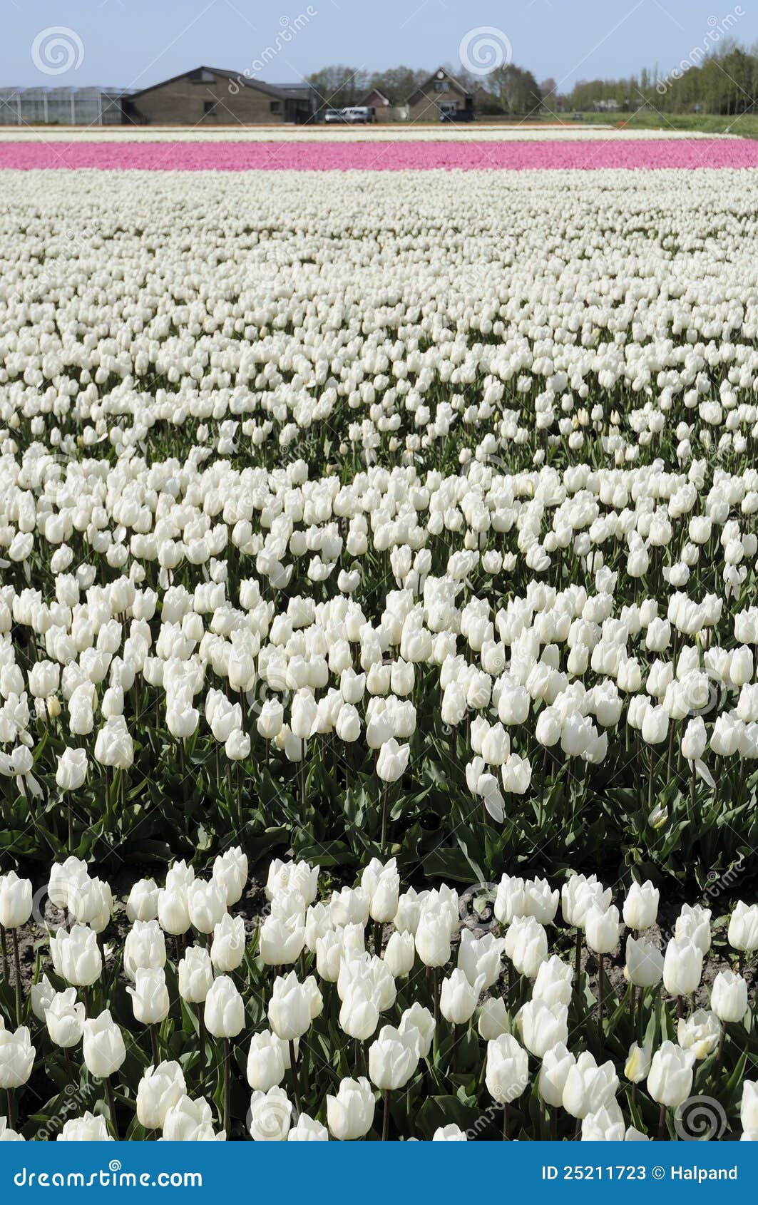 White Tuilp Field #1, Netherlands Stock Image - Image of netherlands ...