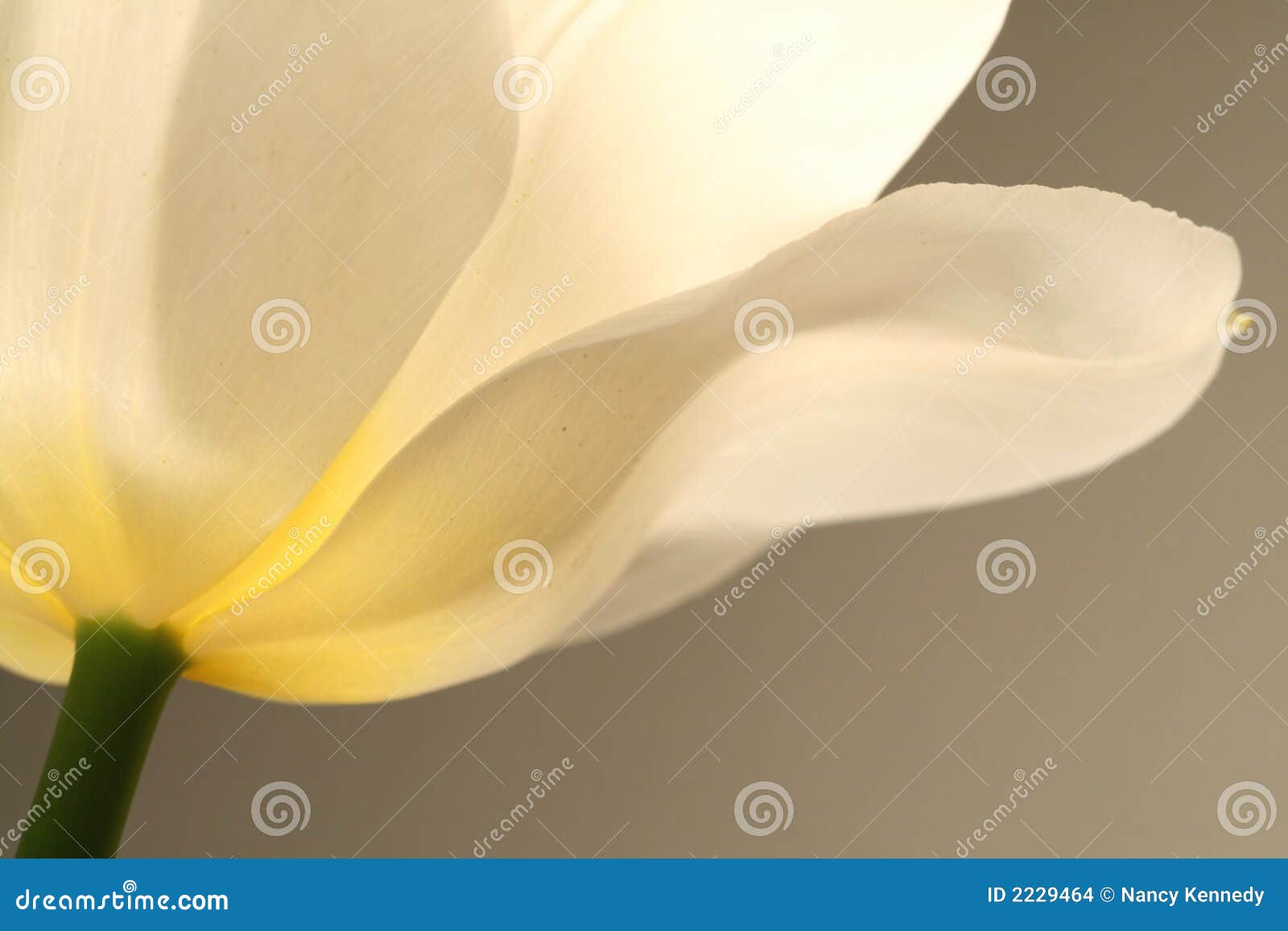 White Tulip stock photo. Image of macro, petals, white - 2229464