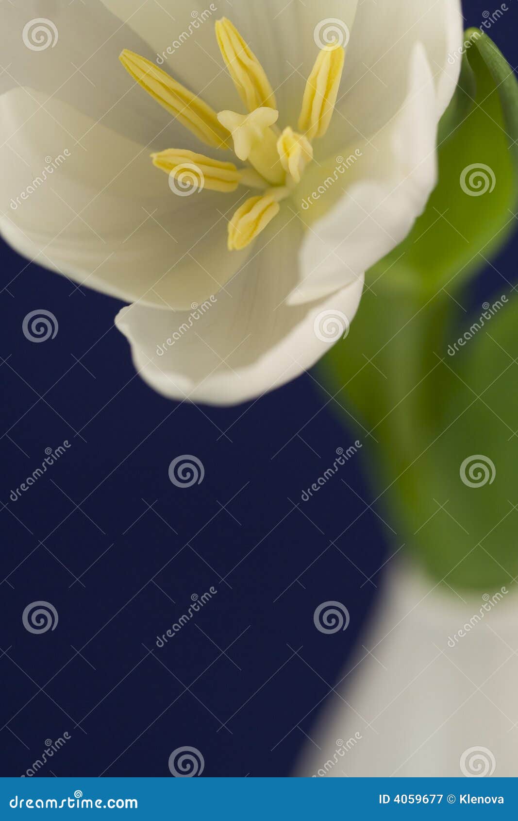 White tulip on blue stock image. Image of bright, close - 4059677