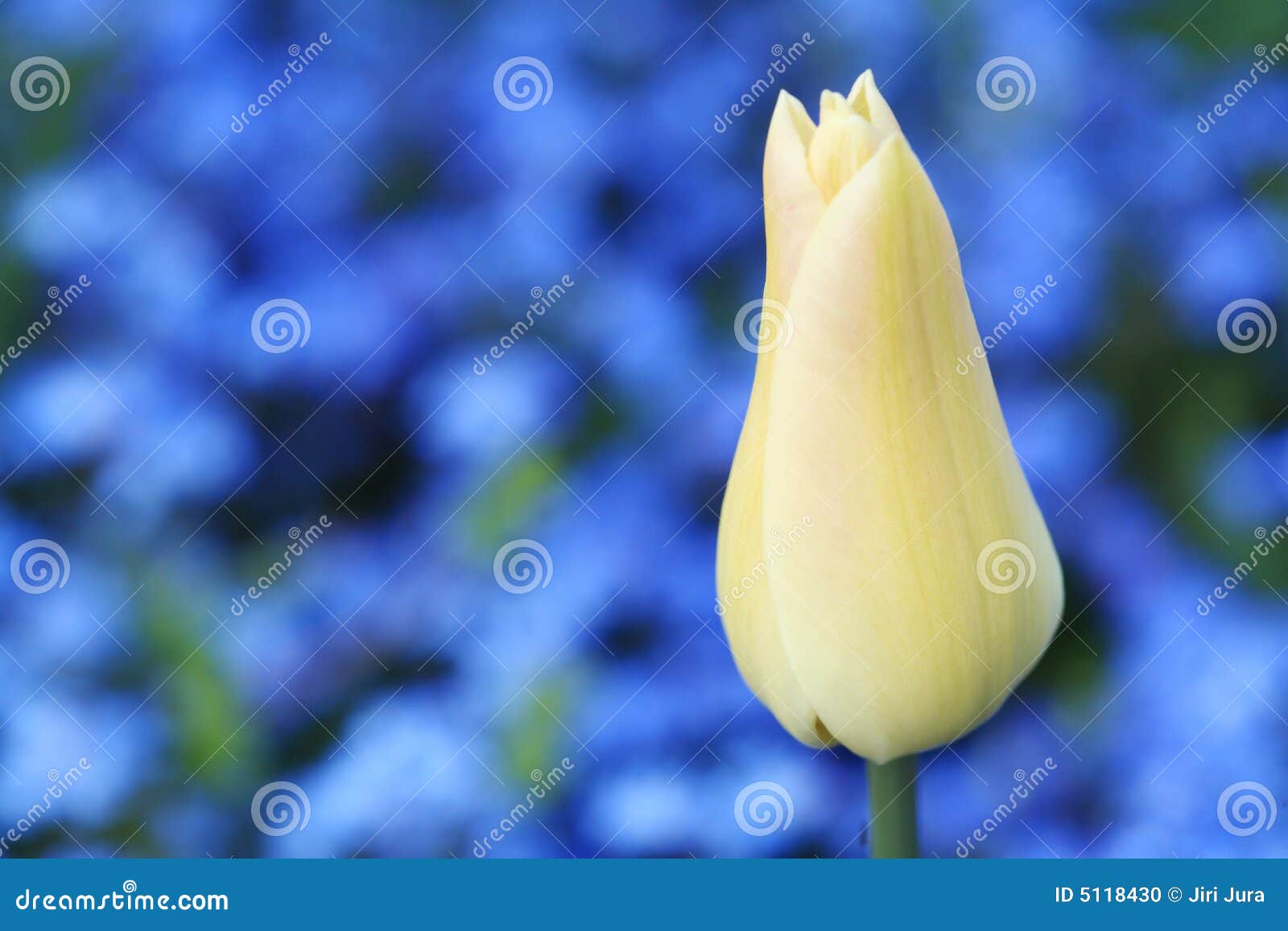 White Tulip on Blue Background Stock Photo - Image of bulbous, white ...