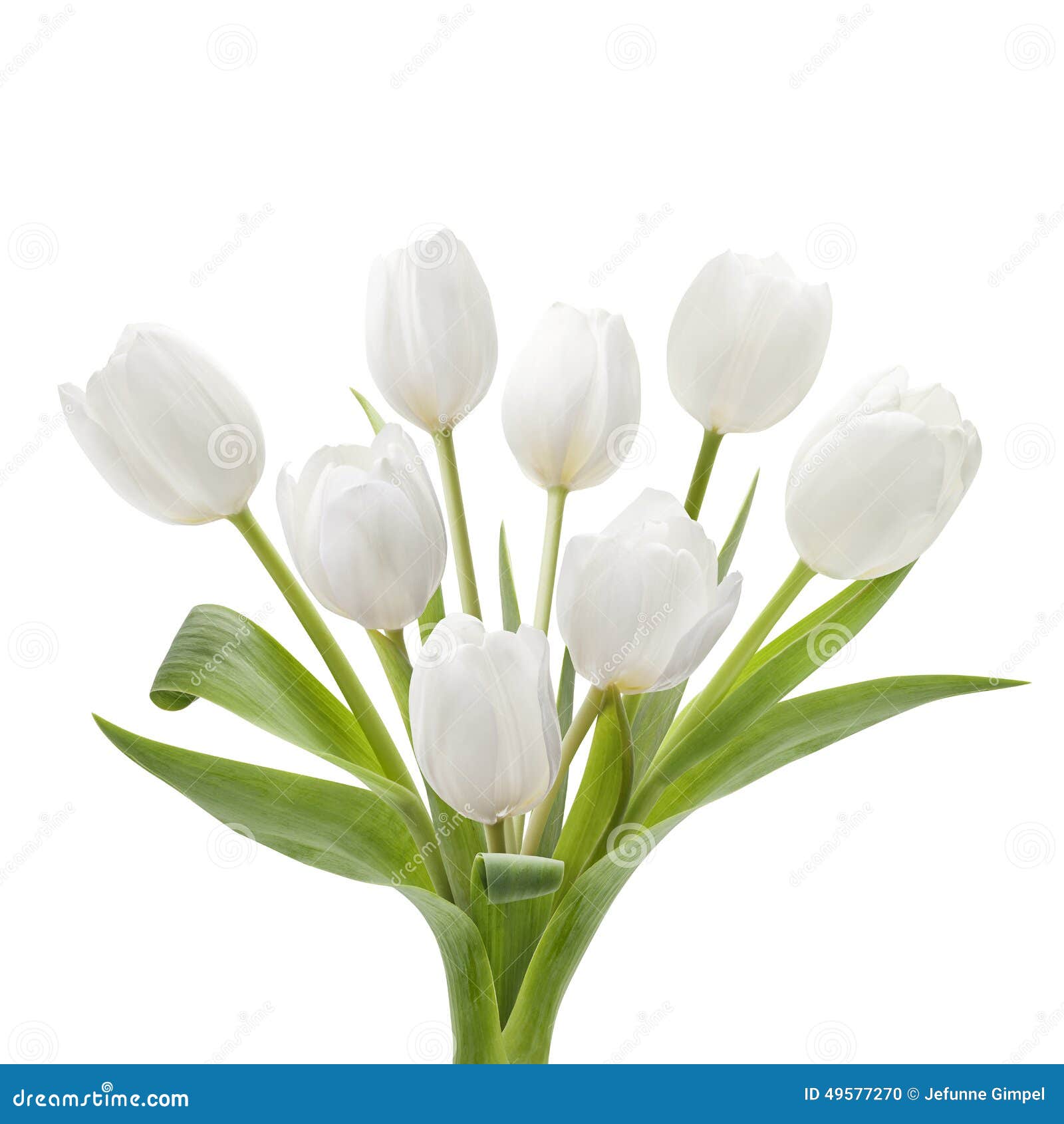 White Tulip Bouquet stock photo. Image of easter, summer - 49577270
