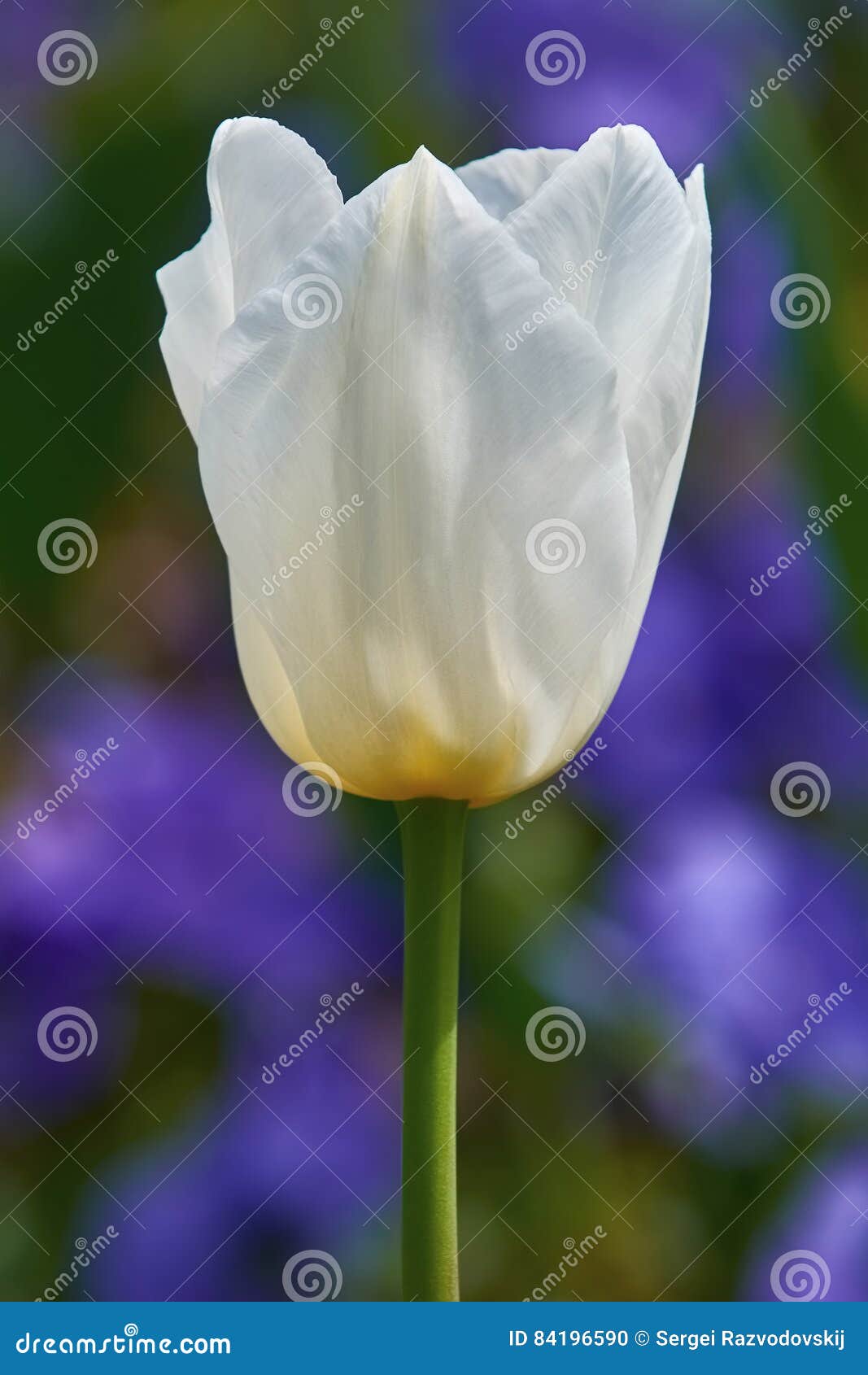 White Tulip Flower stock photo. Image of white, outdoor - 84196590