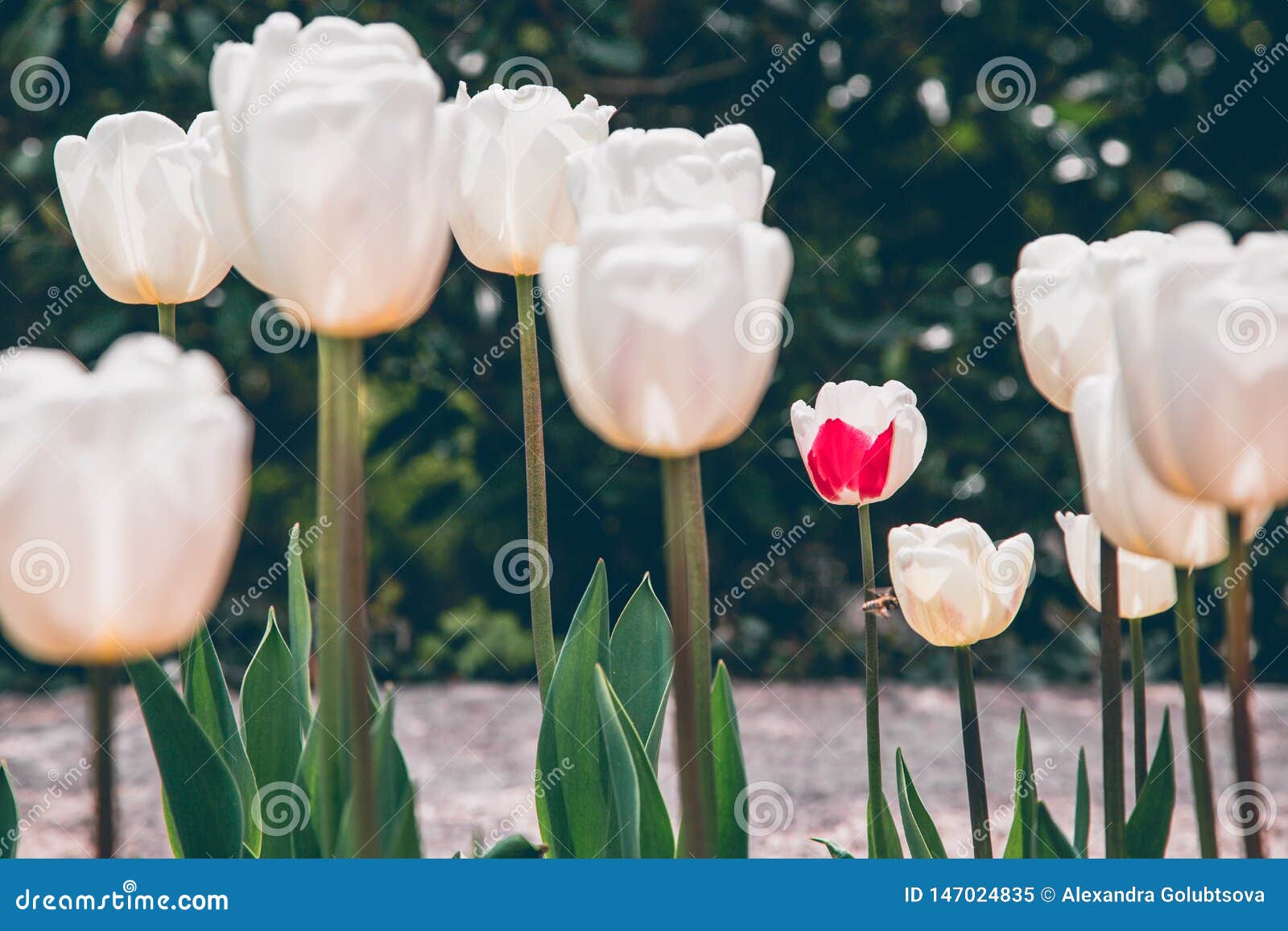 White tulip flowers stock image. Image of detail, concept - 147024835
