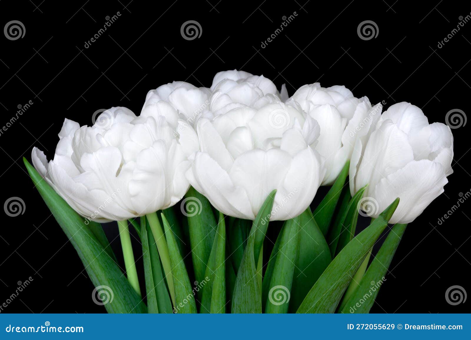 White Tulip Flowers on Black Background Stock Image - Image of tulips ...