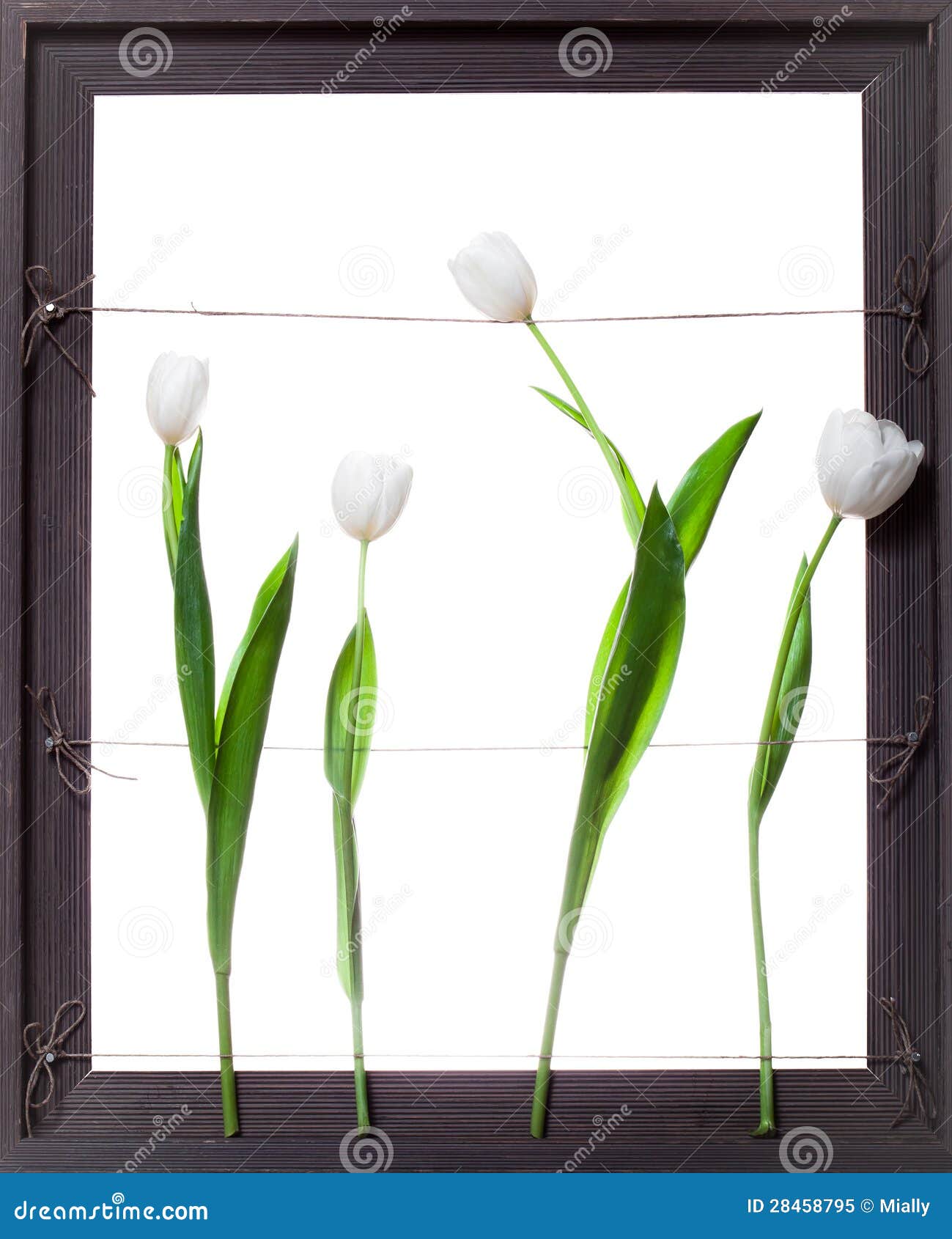 White Tulip Flowers in Grey Frame Stock Image - Image of gift, bunch ...