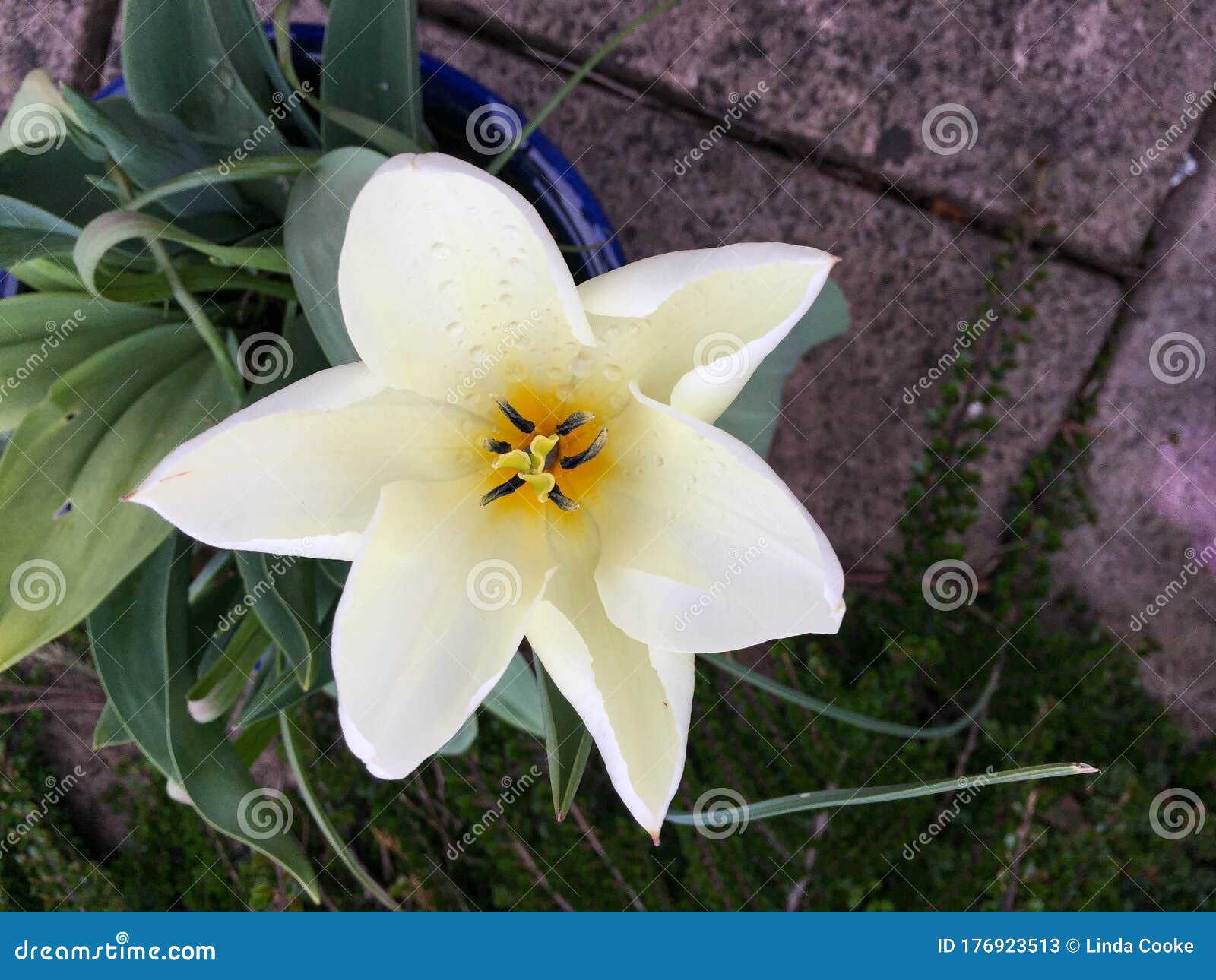 White Star-shaped Tulip Om Patio Stock Image - Image of tulip, viewed ...