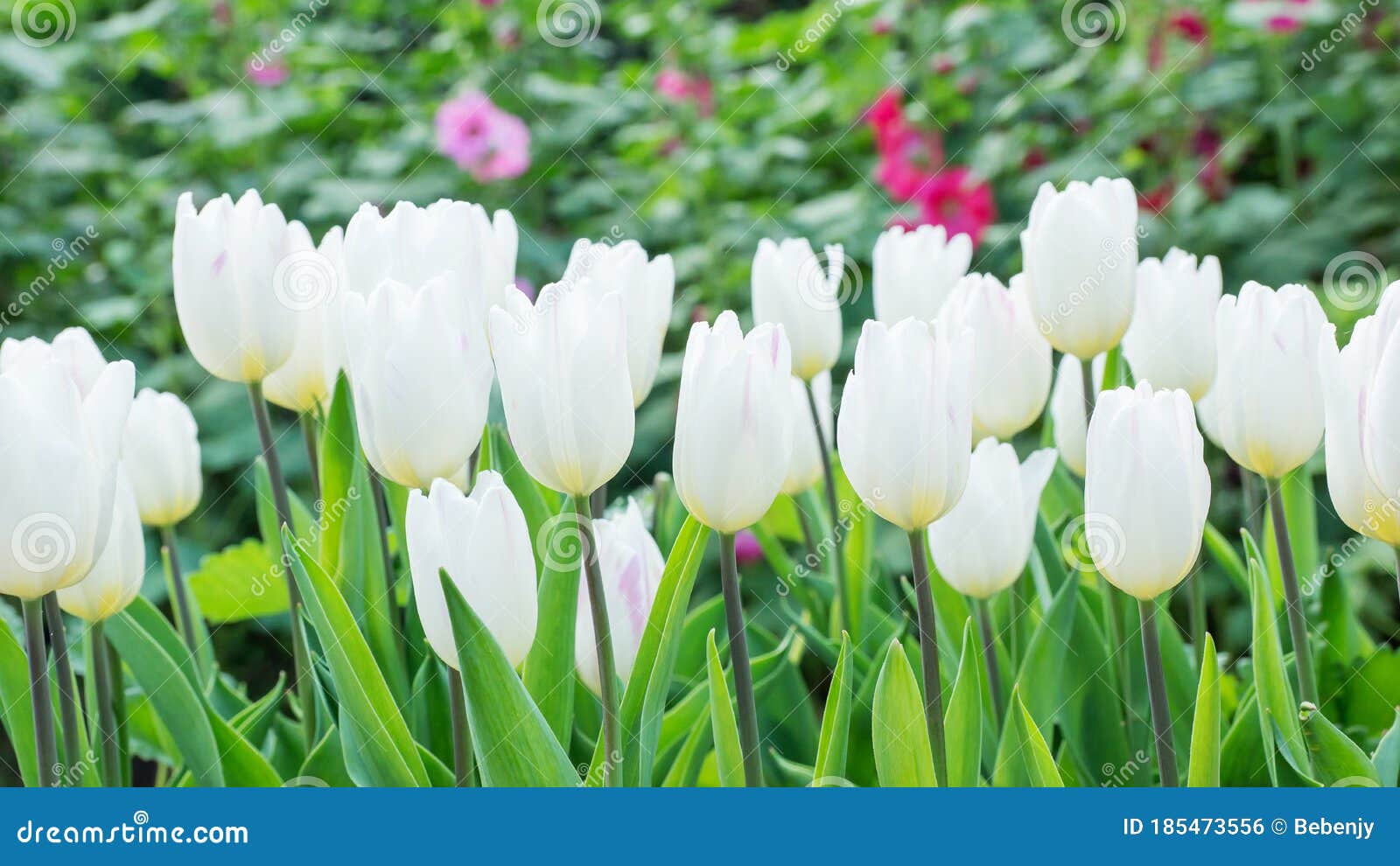 White tulip in the garden stock photo. Image of bunch - 185473556