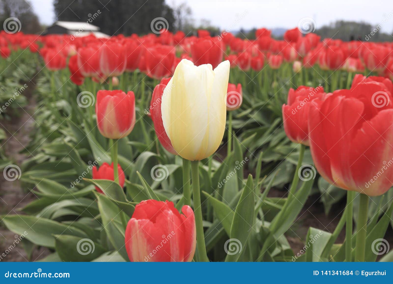 A White Tulip Growing on a Red Tulip Row. Stock Photo - Image of ...