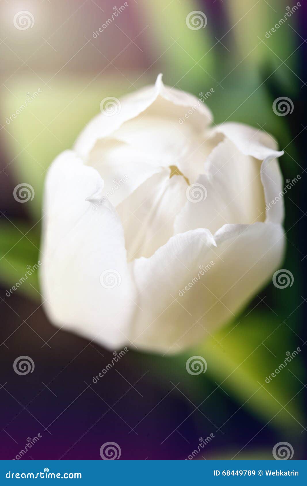 White tulip, top view stock image. Image of bright, fresh - 68449789