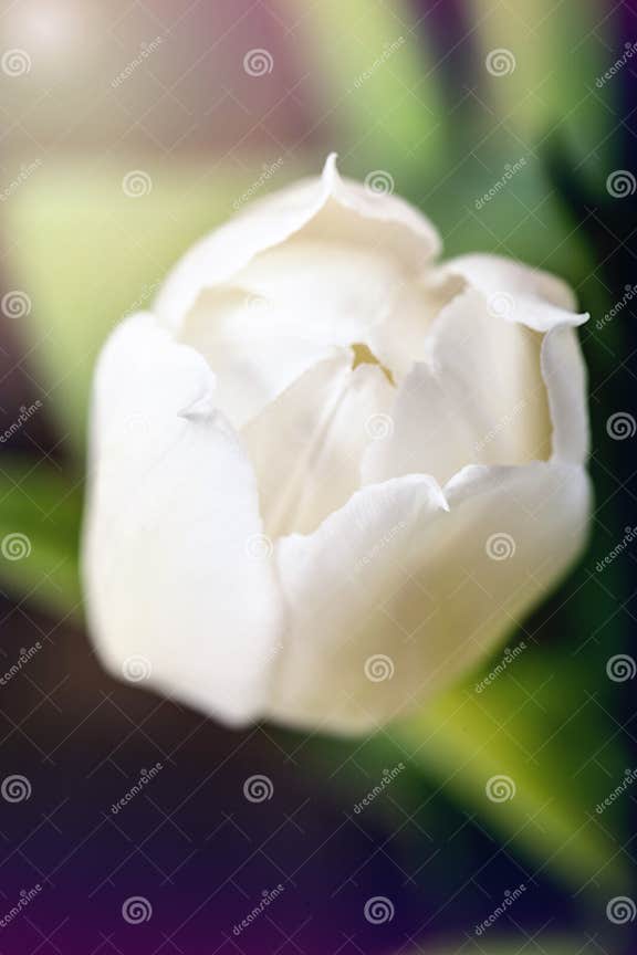 White tulip, top view stock image. Image of bright, fresh - 68449789