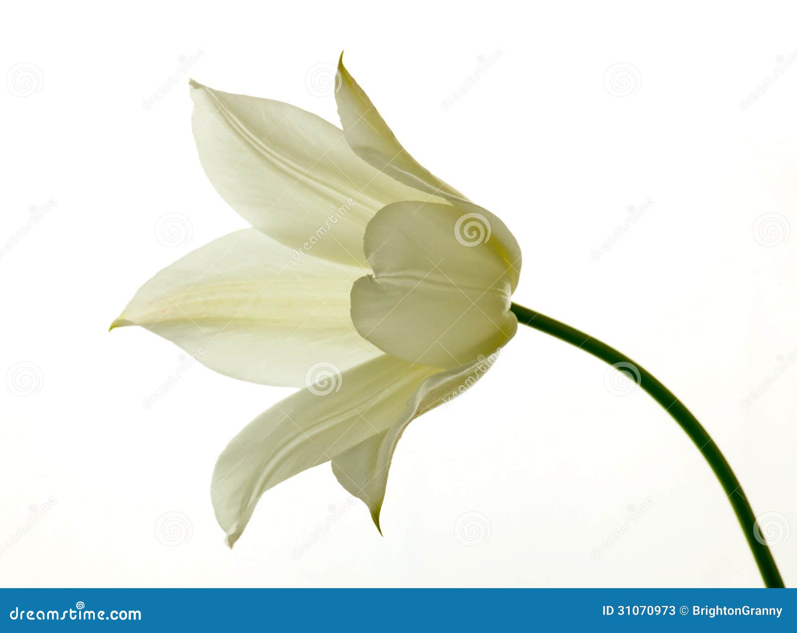 White tulip stock image. Image of single, romantic, floral - 31070973