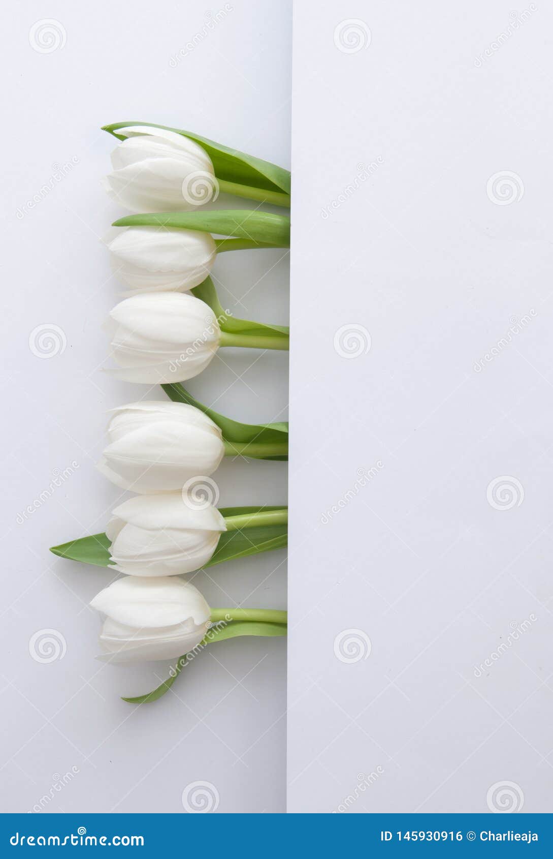 White tulips border stock illustration. Illustration of mothers - 145930916