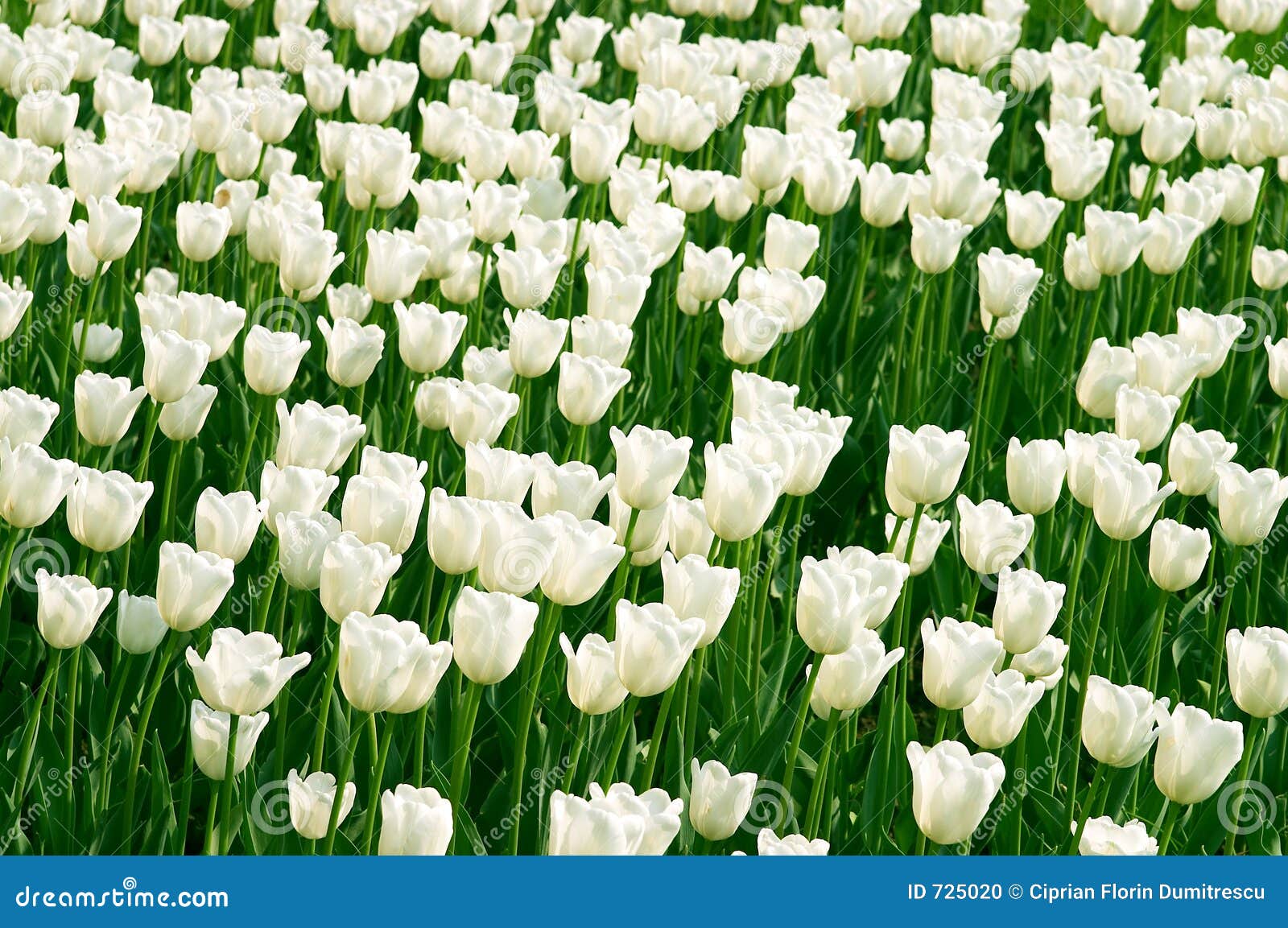 White tulips field stock photo. Image of pure, wonder, flower - 725020
