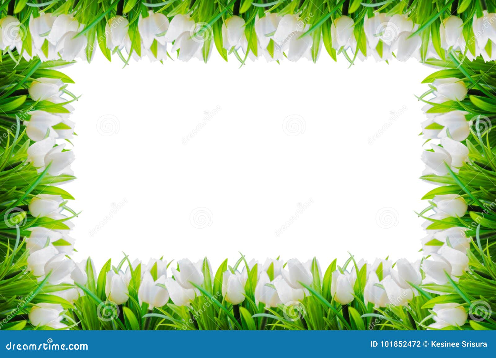 White Tulips Flower Border Frame Stock Photo - Image of flower, outdoor ...