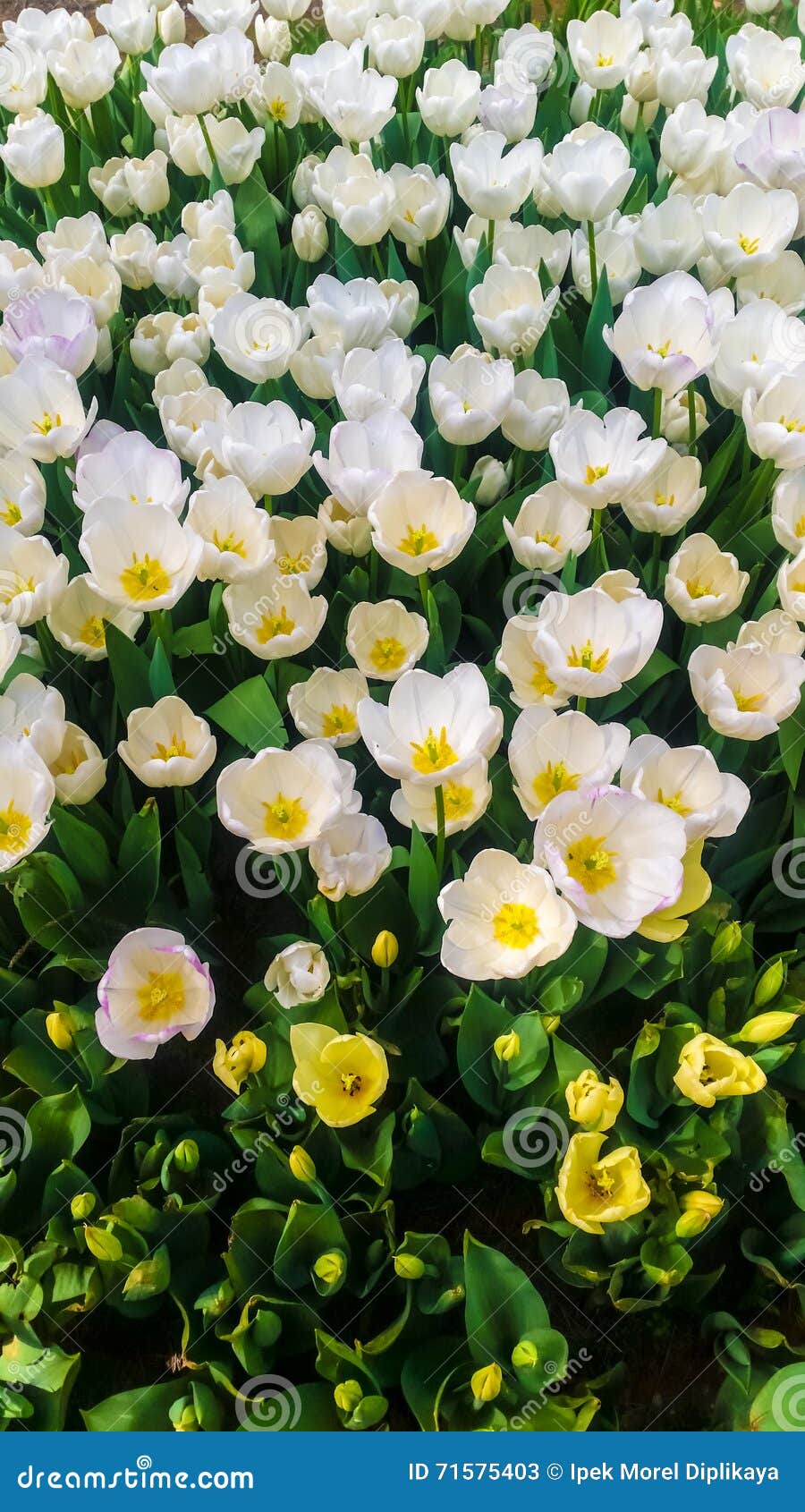 White tulips in a garden stock image. Image of green - 71575403