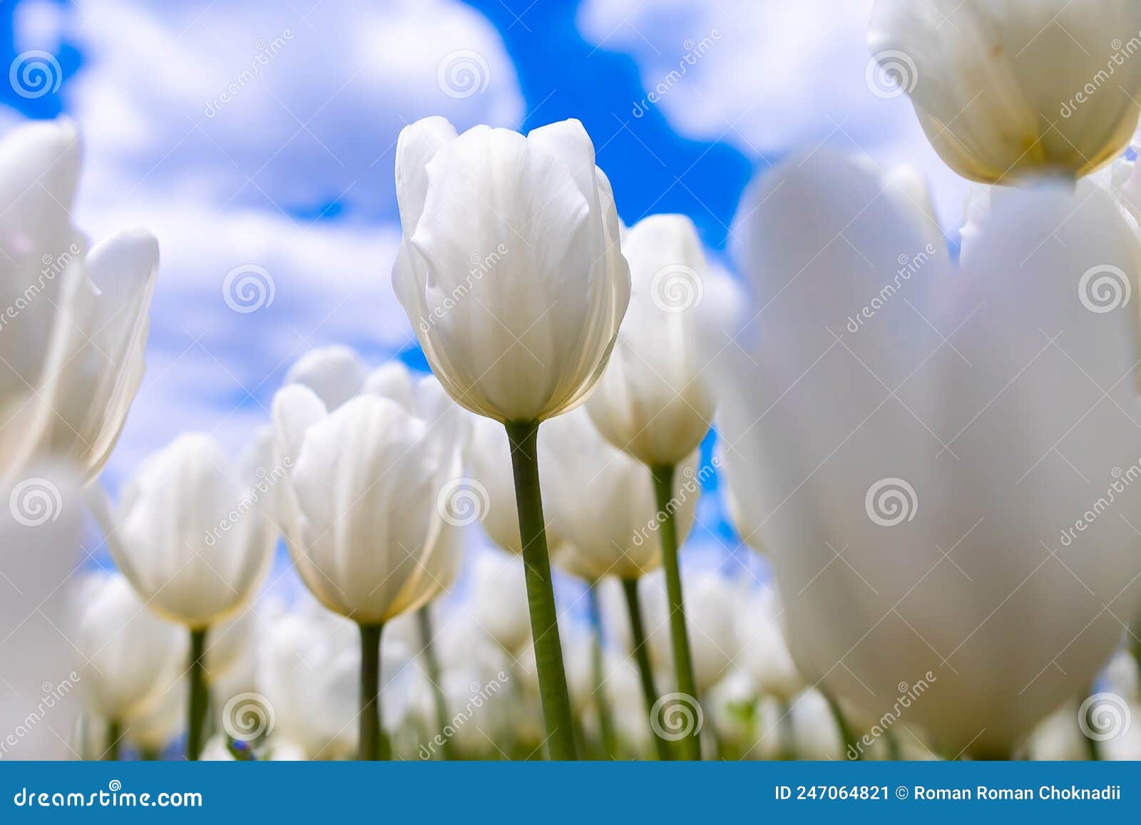 White Tulips Grow Against the Background of a Blue Sky with Clouds ...