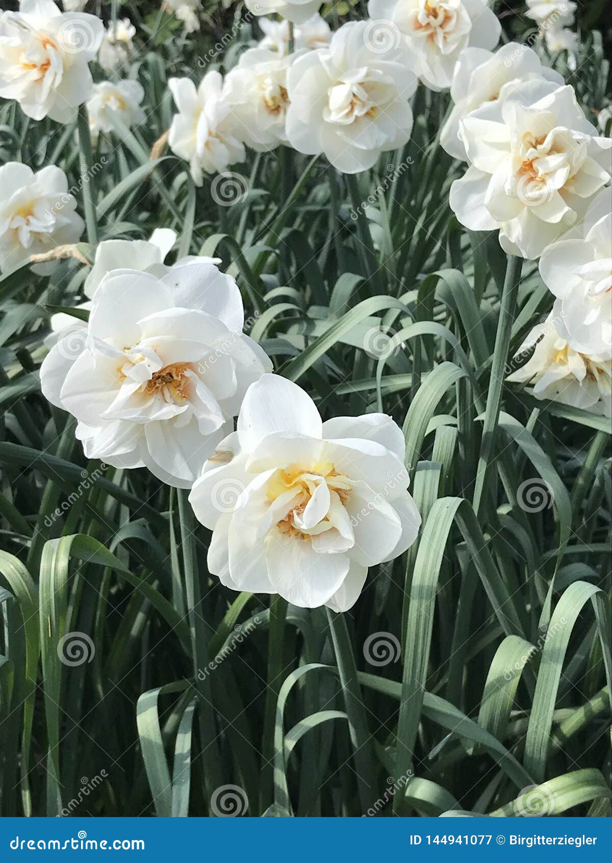 White Tulips Soft Spring Flowers Stock Image - Image of sunny, plants ...