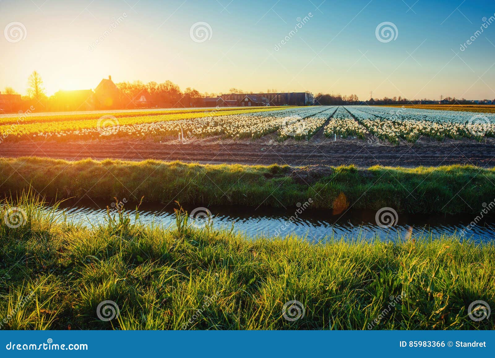 White Tulips at Sunset and Water Flow Stock Photo - Image of line ...
