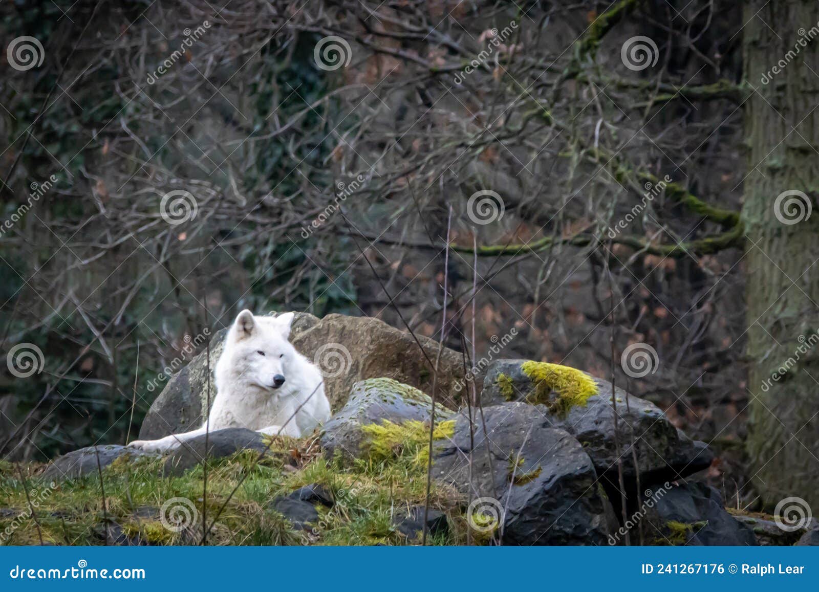 A White Tundra Wolf Laying on Top of a Mountain of Rocks Stock Photo ...
