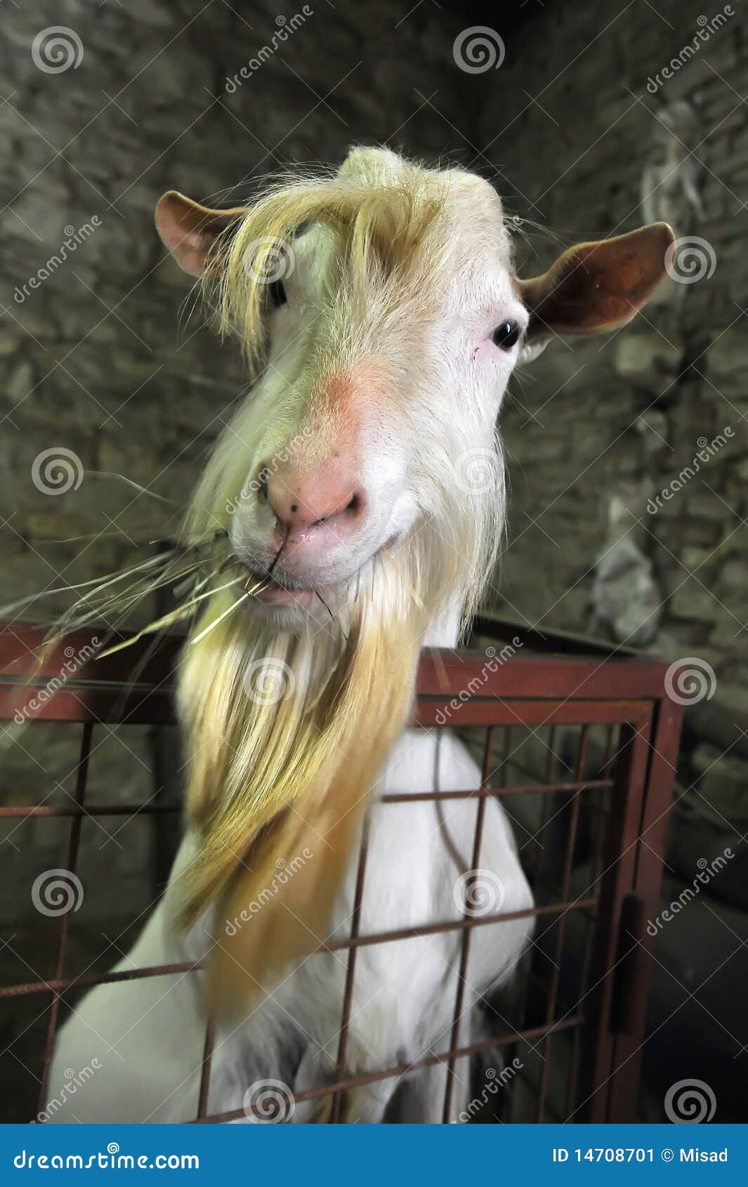 White Tup stock image. Image of jung, animals, face, yellow - 14708701