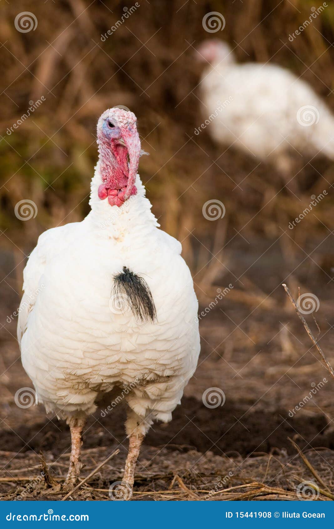 White Turkey stock photo. Image of natural, bird, farm - 15441908