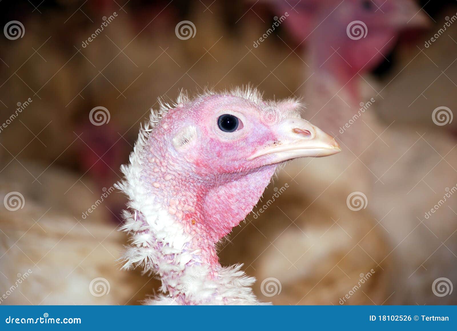 A white turkey stock photo. Image of dinner, fowl, celebrate - 18102526