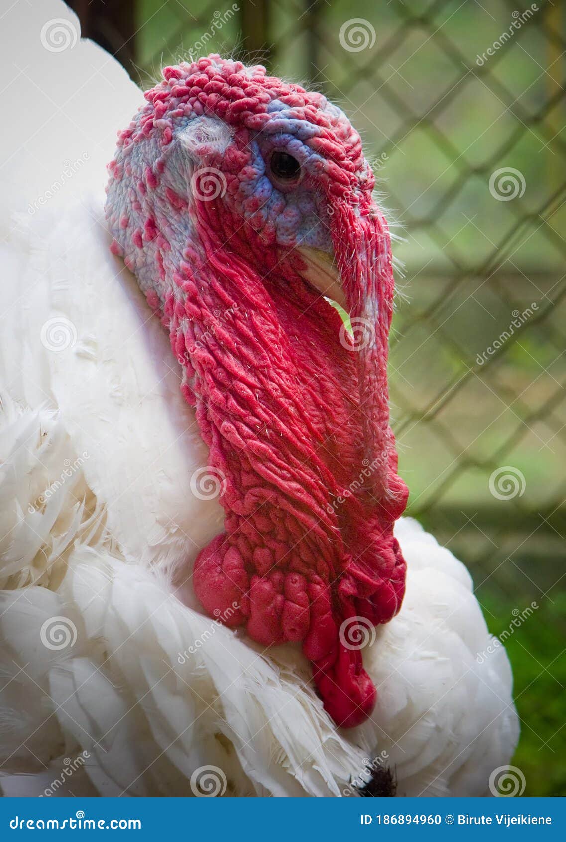 White turkey portrait stock photo. Image of bird, closeup - 186894960