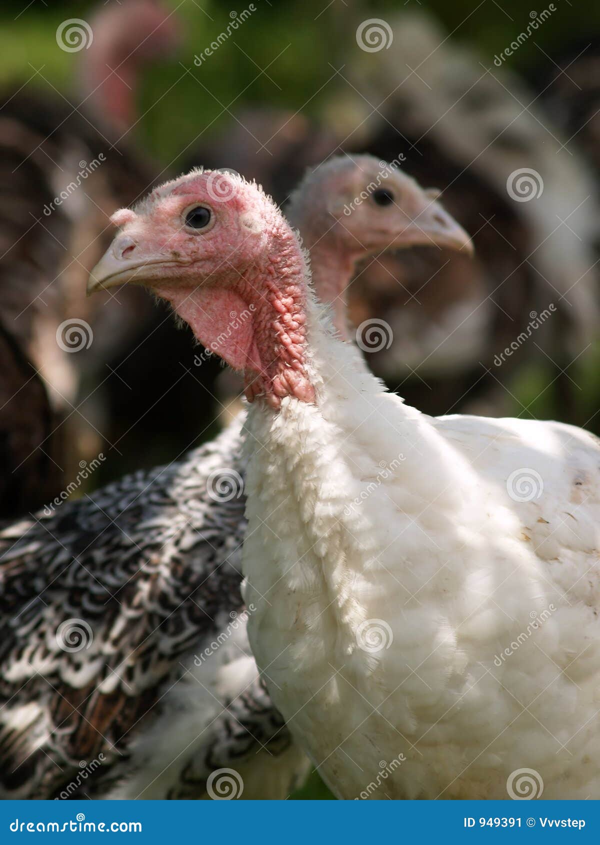 White Turkey Bird, Close Up, Outdoor, Sun Rays Light, Country Side ...