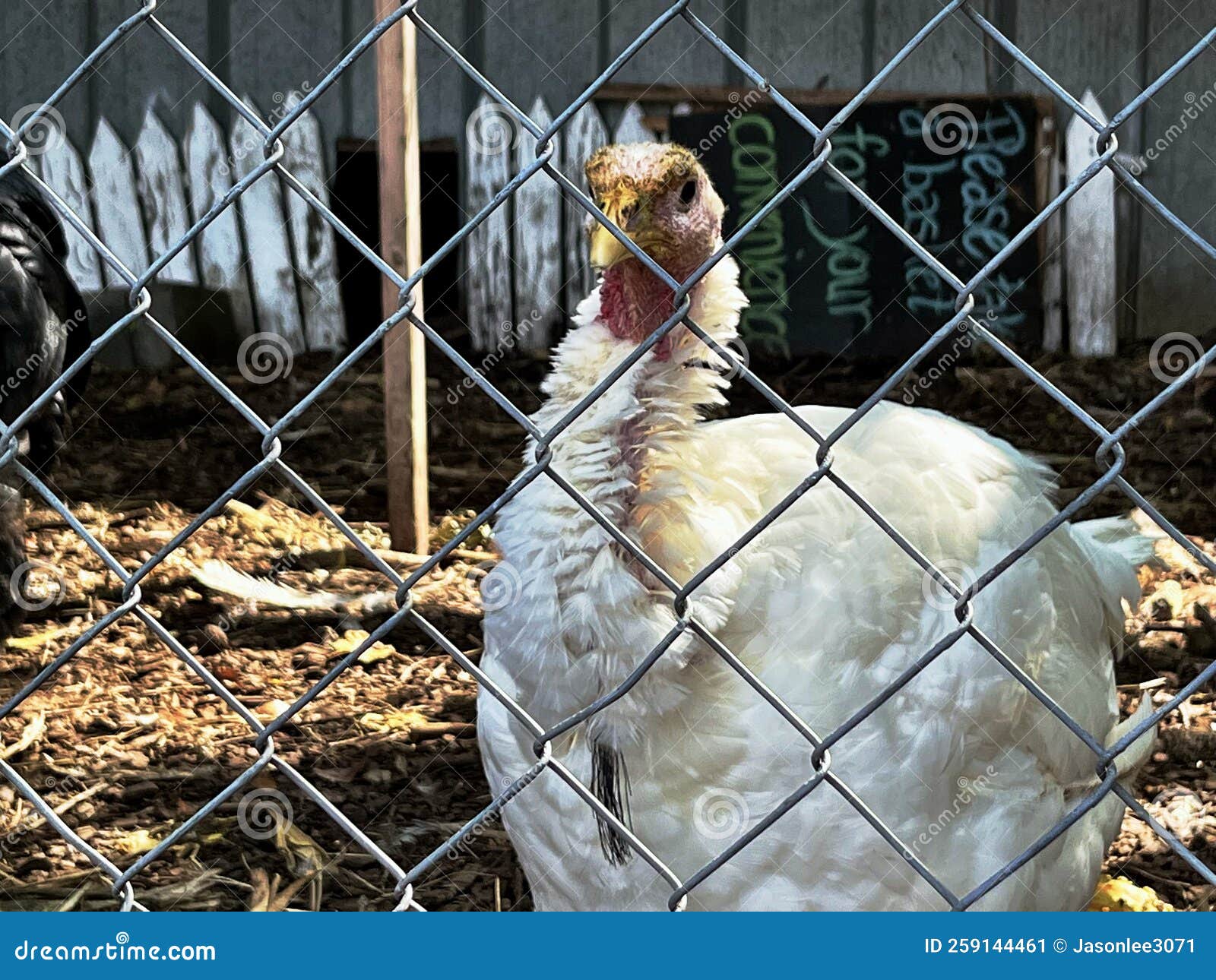 White turkey stock image. Image of farm, poultry, turkey - 259144461