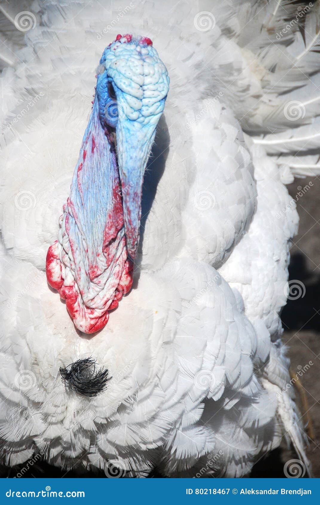 The White Turkey with Blue Head Stock Image - Image of beak, food: 80218467