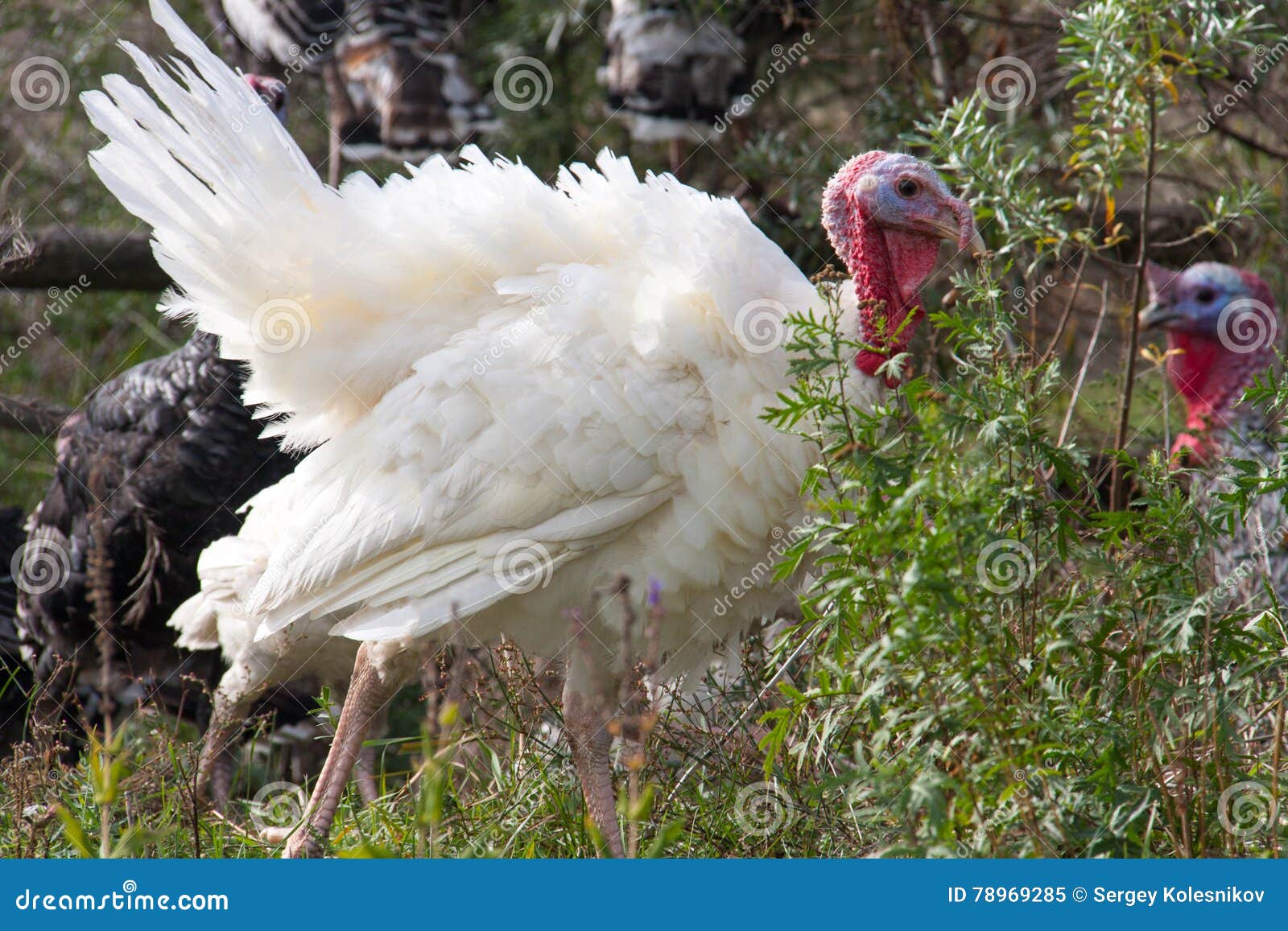 White Turkey Grazing on the Grass in the Countryside Stock Image ...