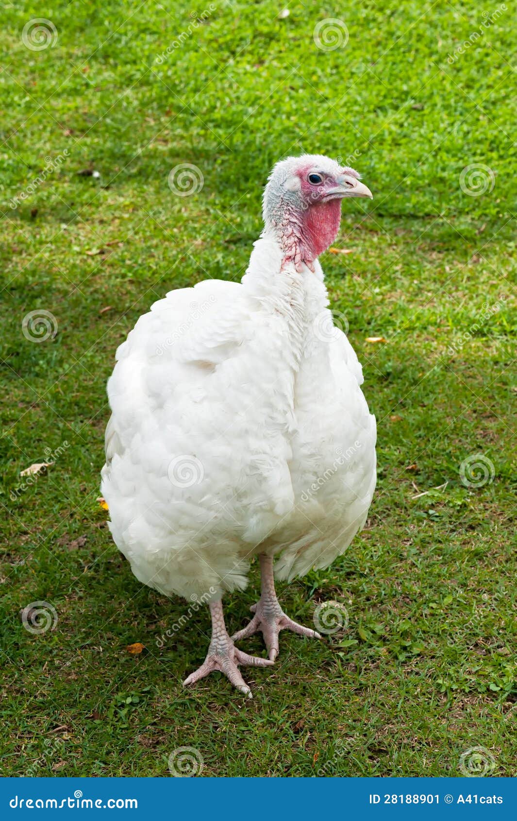White Turkey Bird, Close Up, Outdoor, Sun Rays Light, Country Side ...