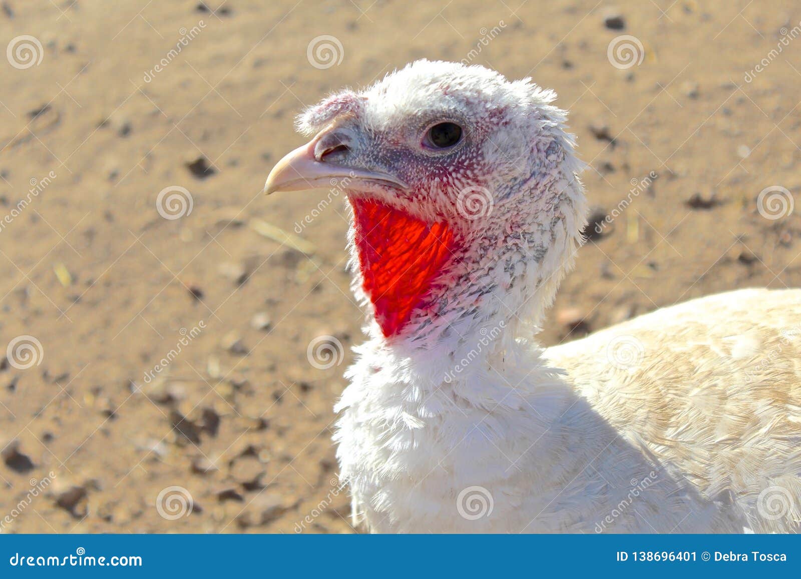 White Turkey Head profile stock image. Image of head - 138696401