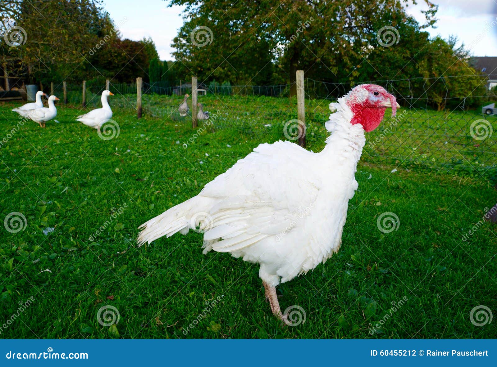 White turkey hen stock photo. Image of nature, feather - 60455212