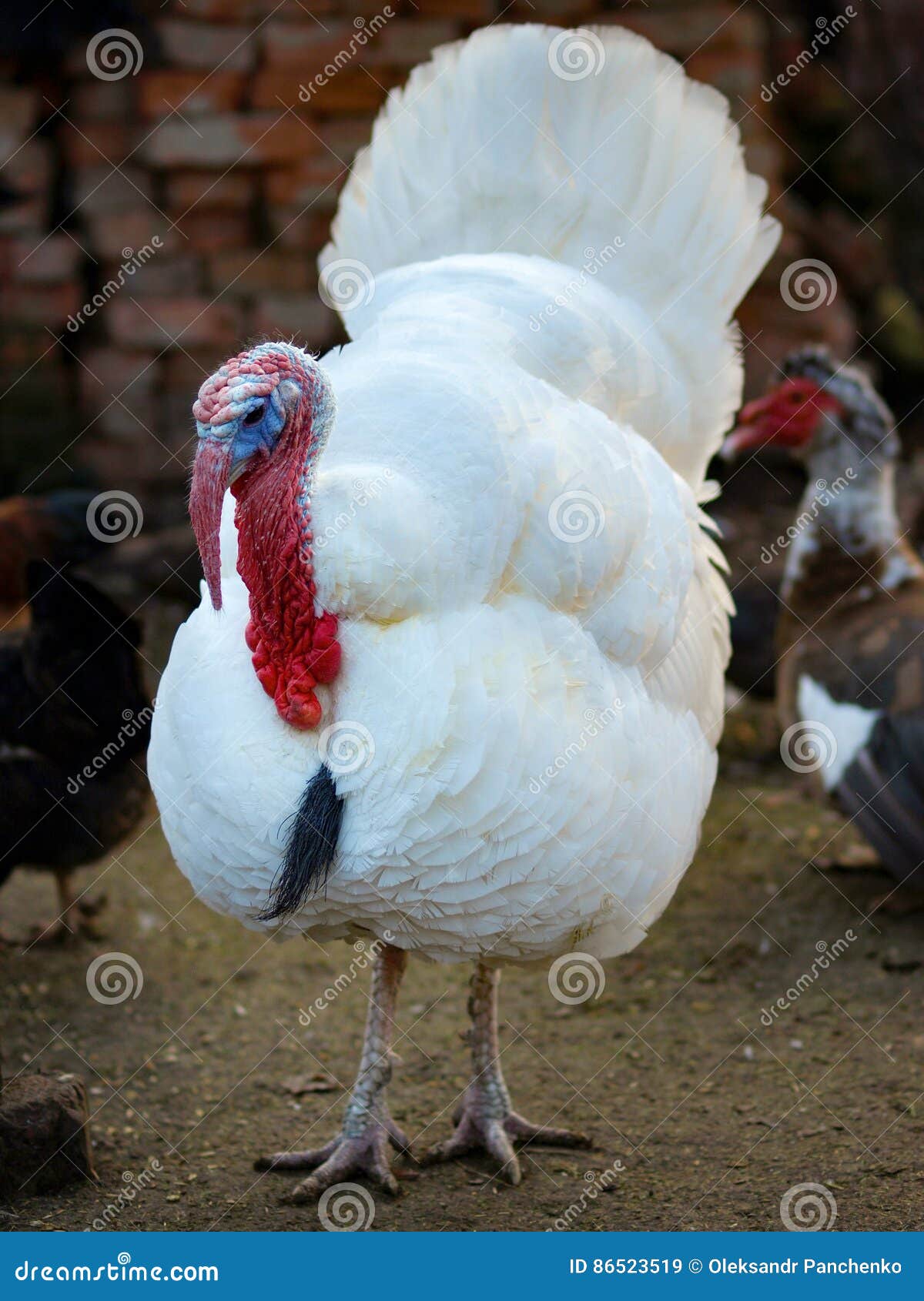 White Turkey Outdoors on the Farm Stock Image - Image of outdoor ...