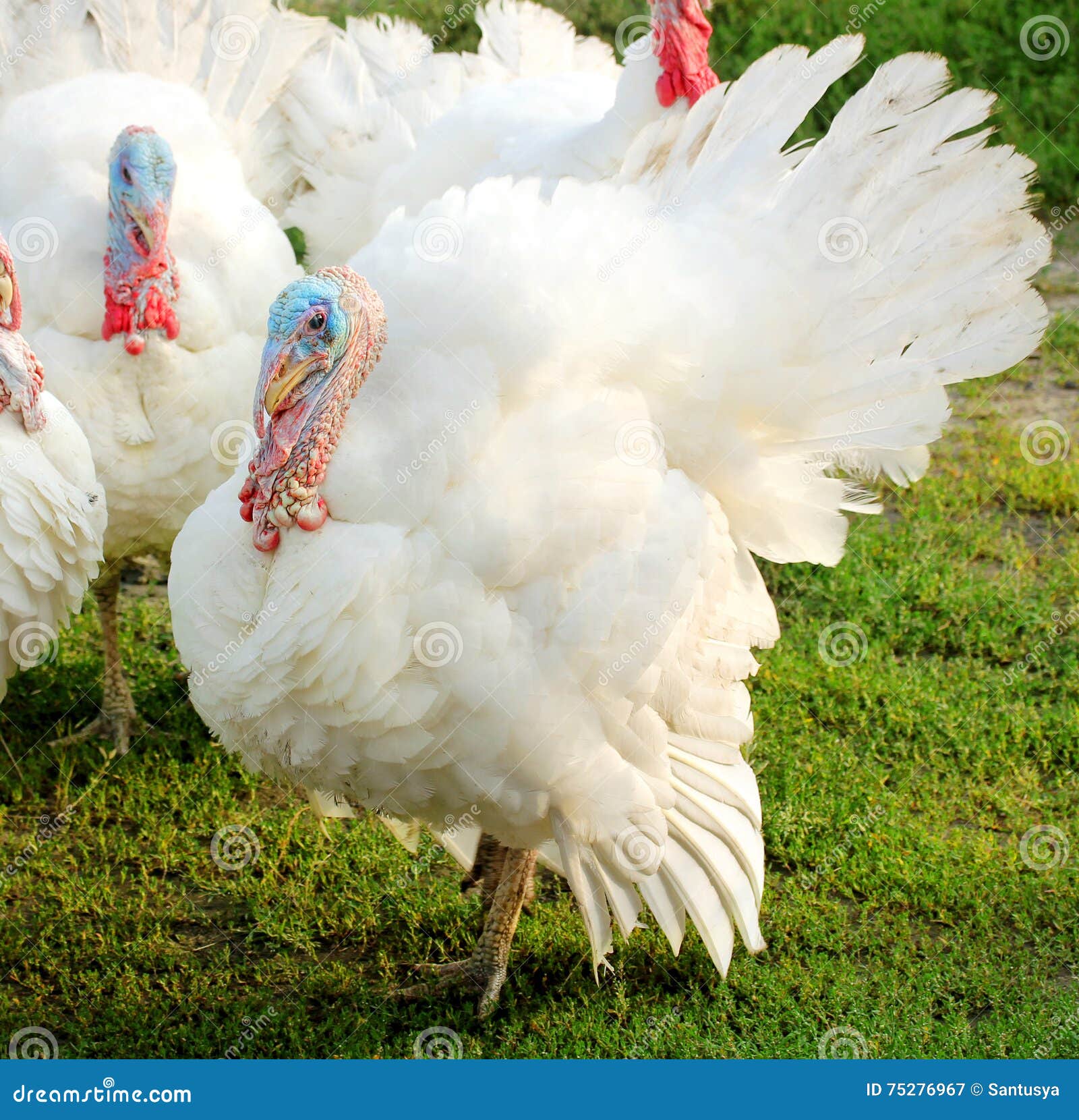 White turkey outdoors stock image. Image of food, meat - 75276967
