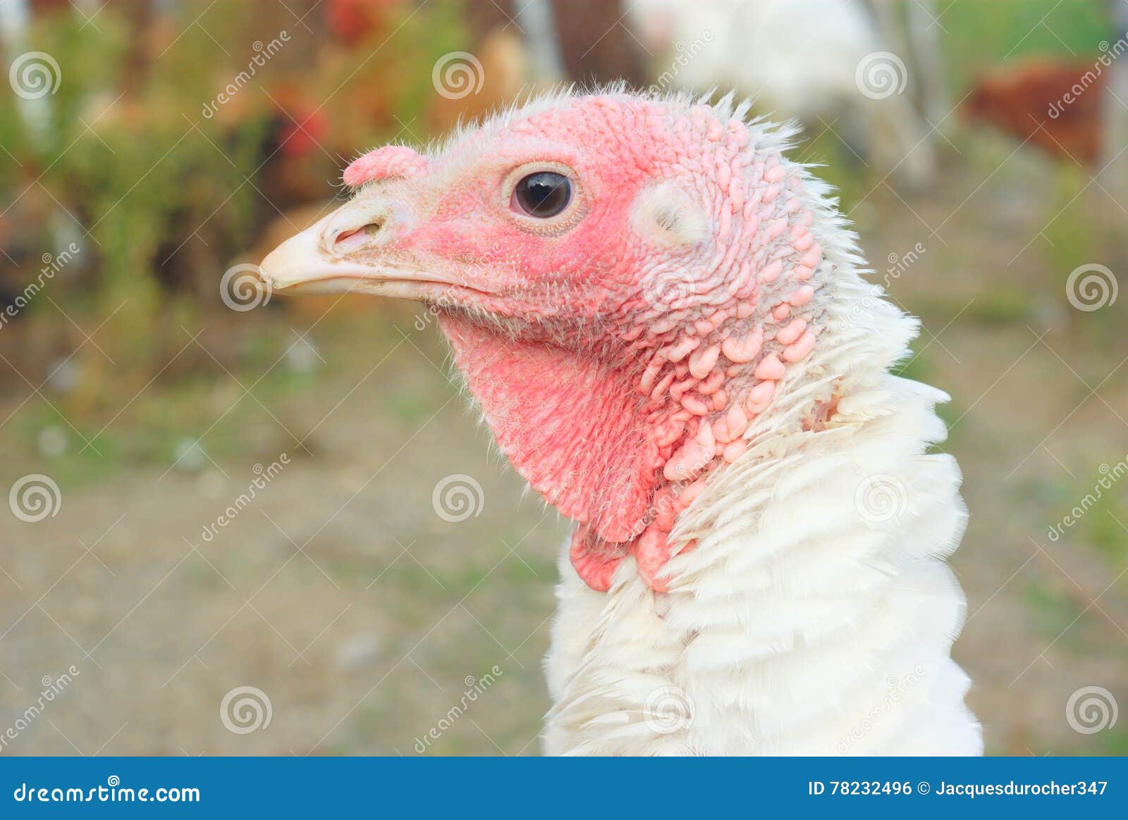 White Turkey Outside Side View Portrait Stock Photo - Image of view ...