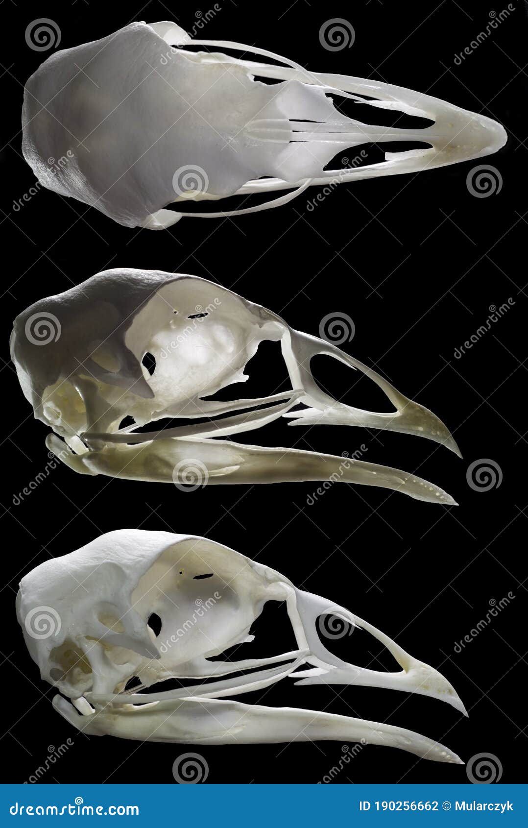 White Turkey Skull. Two Different Lighting Options Stock Photo - Image ...