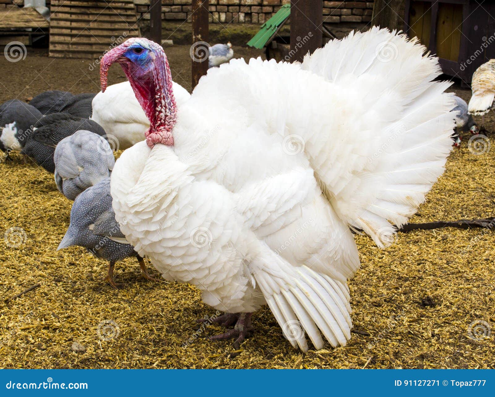 White Turkey. Turkey in the Barnyard. Turkey on a Farm Stock Image ...