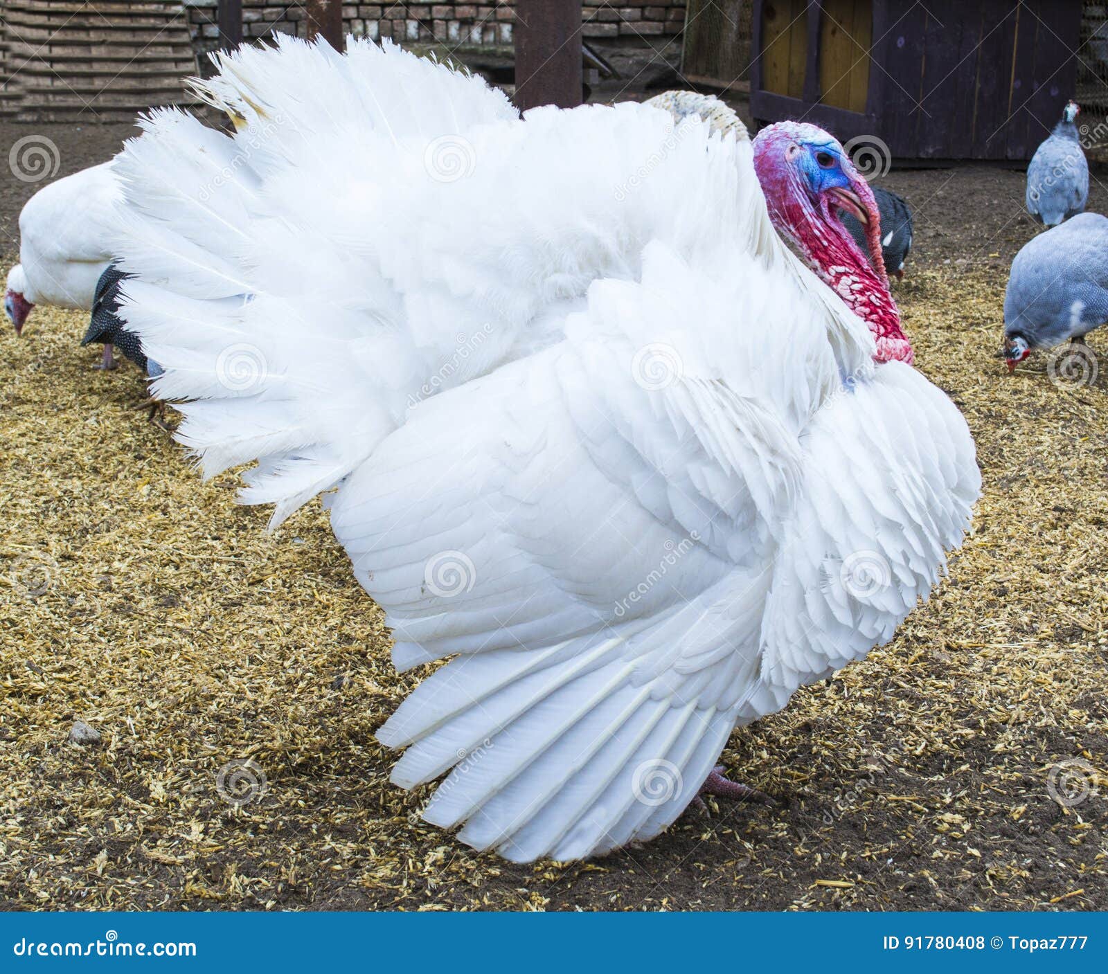White Turkey . Turkey in the Barnyard. Turkey on a Farm Stock Photo ...