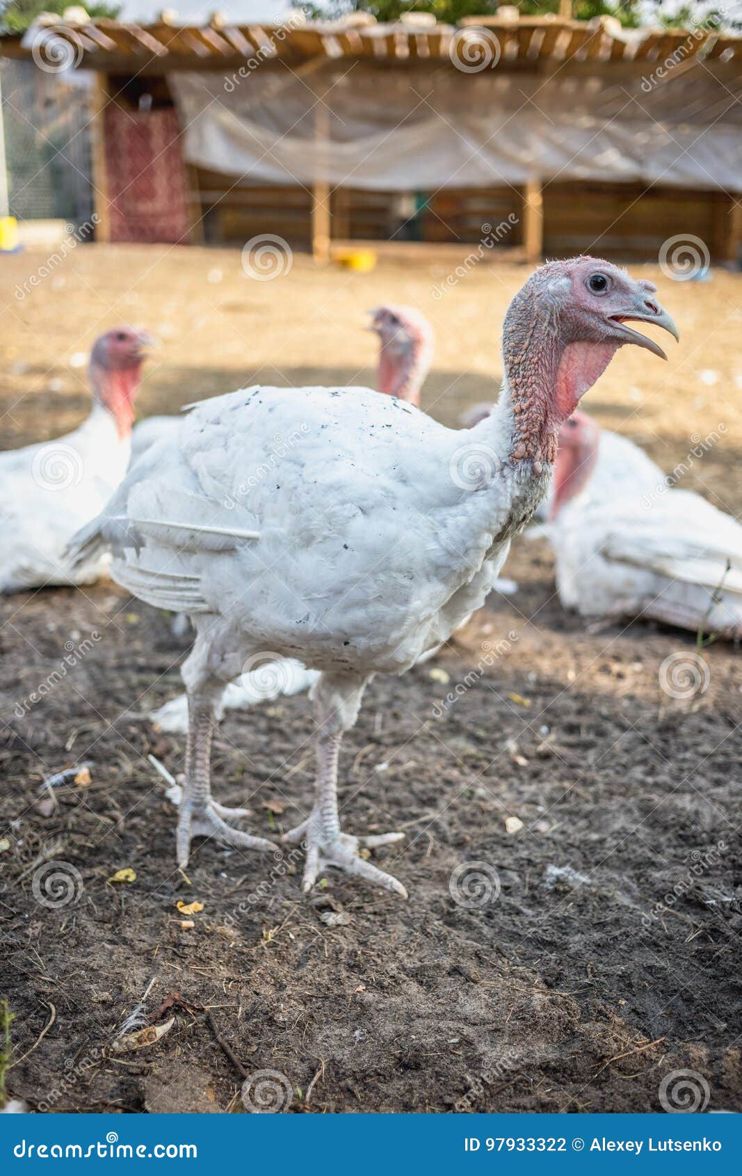 White turkey stock photo. Image of celebrate, organic - 97933322
