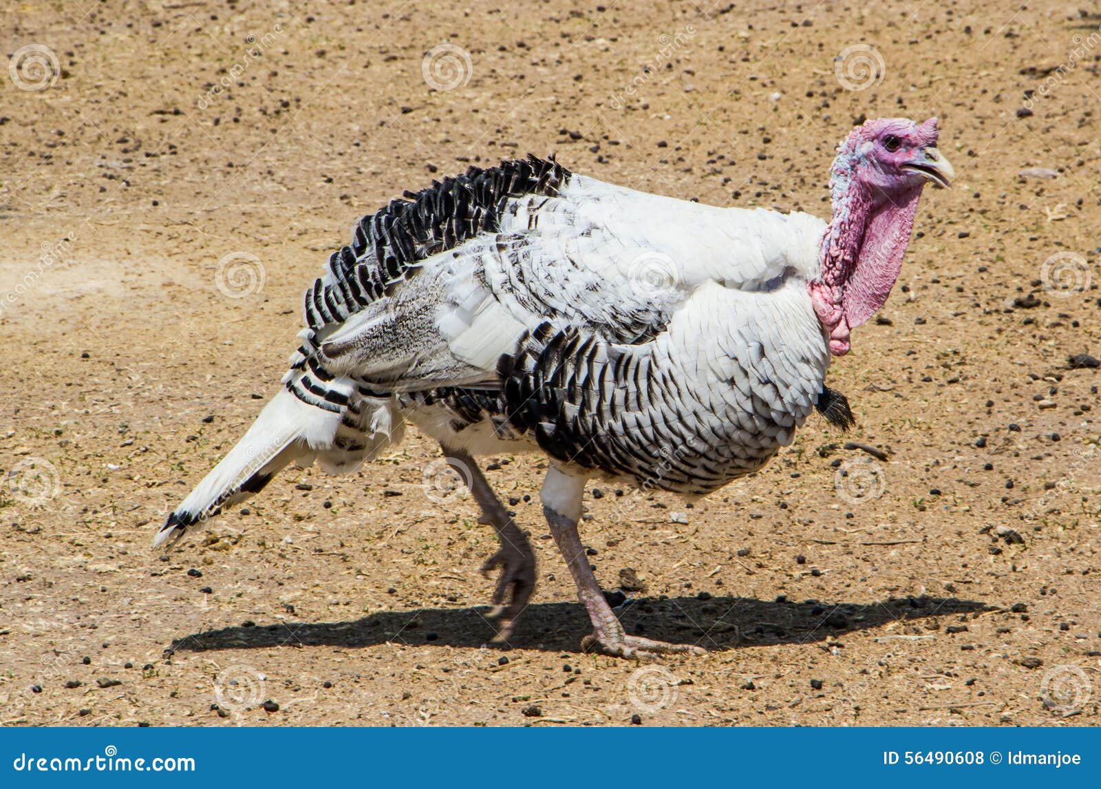 White turkey stock photo. Image of nature, male, hunting - 56490608
