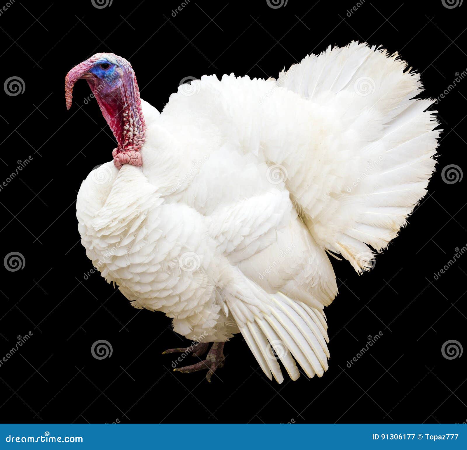 White Turkey . White Turkey on a Black Background Stock Image - Image ...