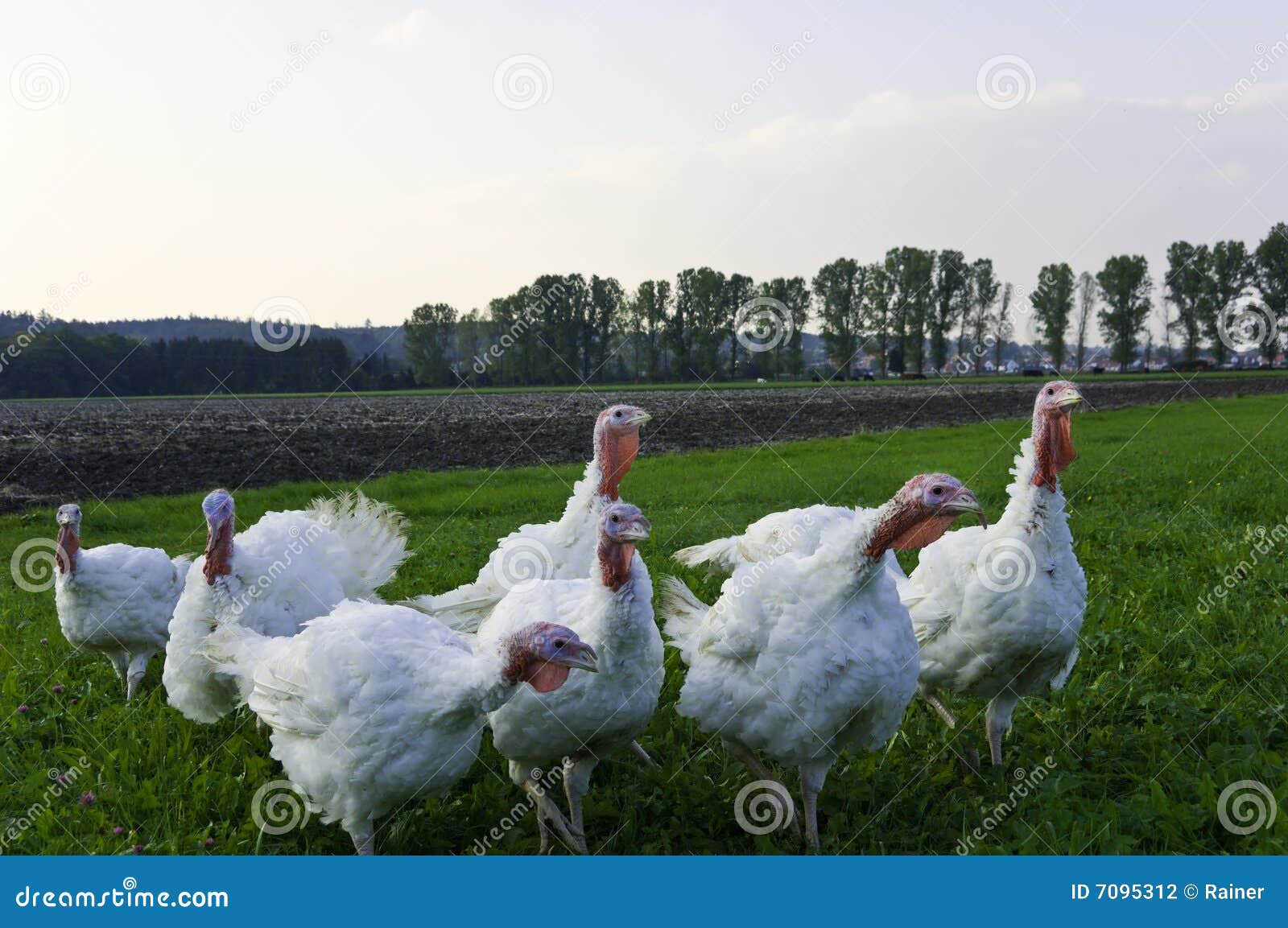 White Turkeys stock photo. Image of walking, group, birds - 7095312