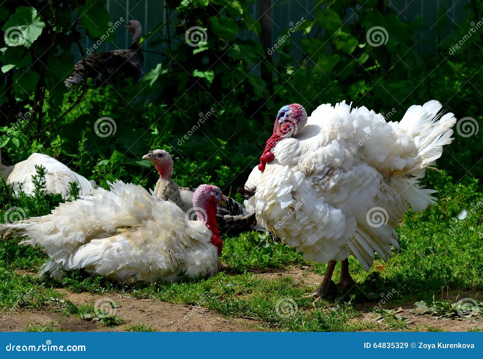 White turkeys. stock image. Image of nature, beak, head - 64835329