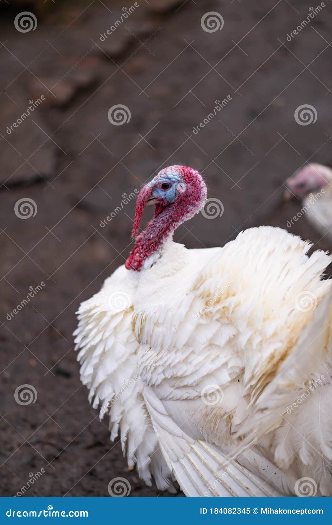 White Turkeys in the Countryside Stock Image - Image of chicken ...