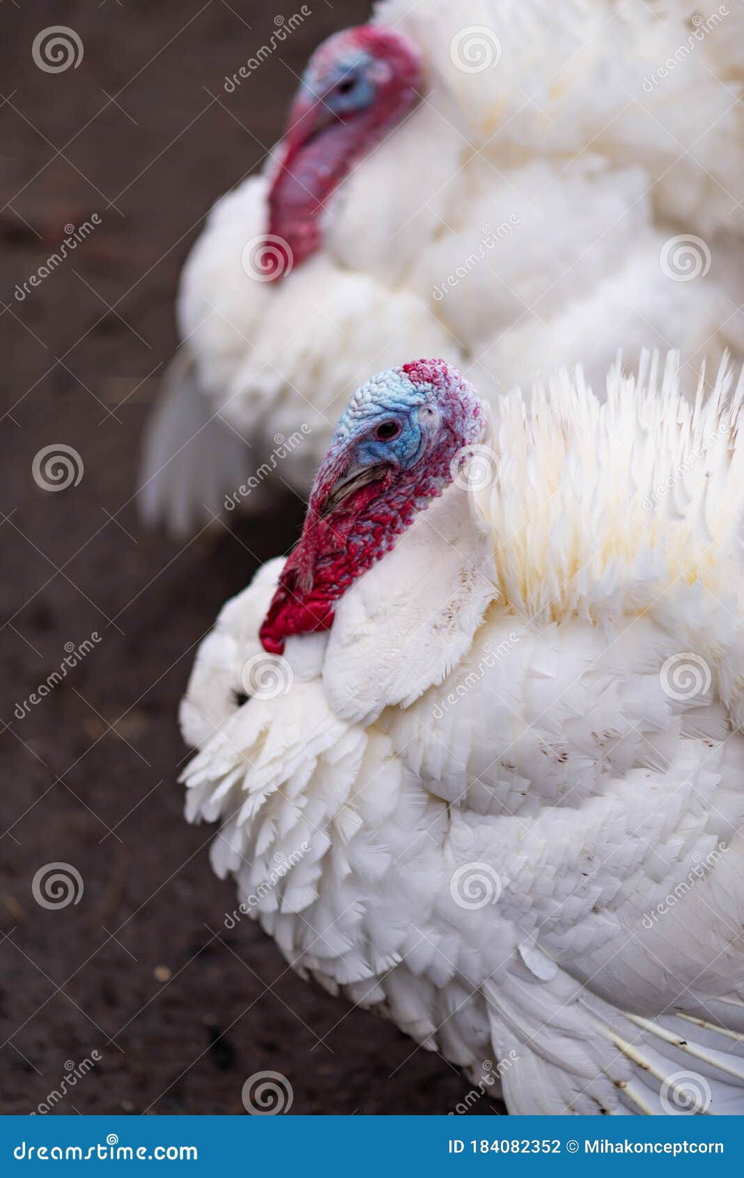 White Turkeys in the Countryside Stock Photo - Image of food, beak ...