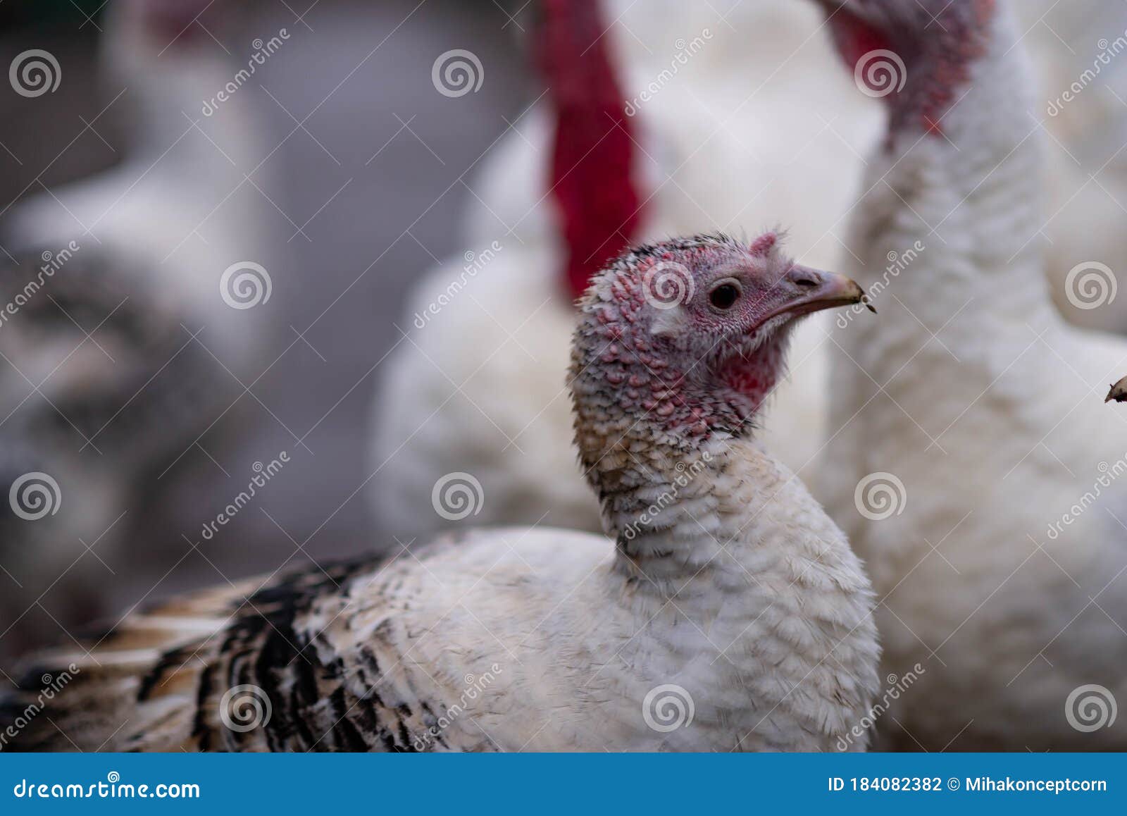 White Turkeys in the Countryside Stock Photo - Image of large ...