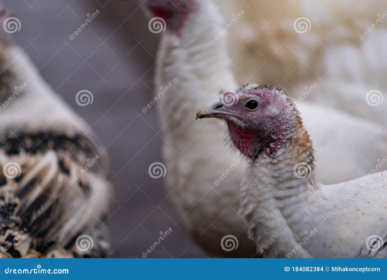 White Turkeys in the Countryside Stock Photo - Image of group, beak ...